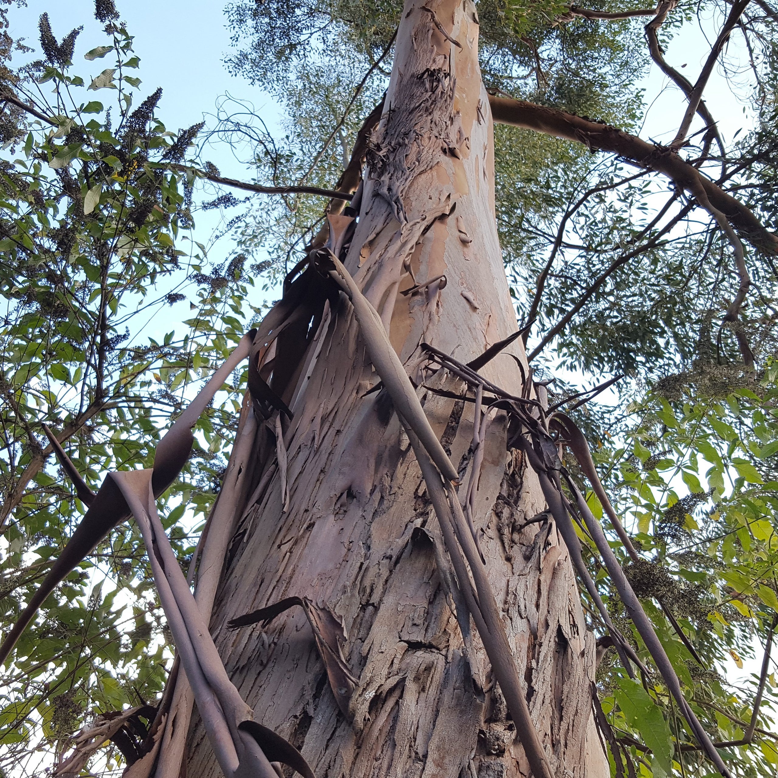 eucalyptus globulus bark