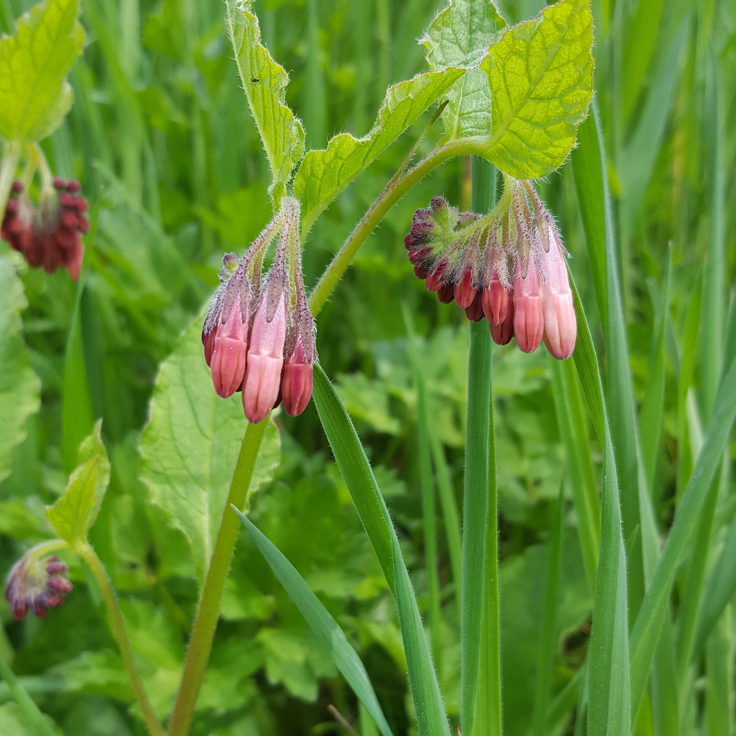 comfrey flower buds