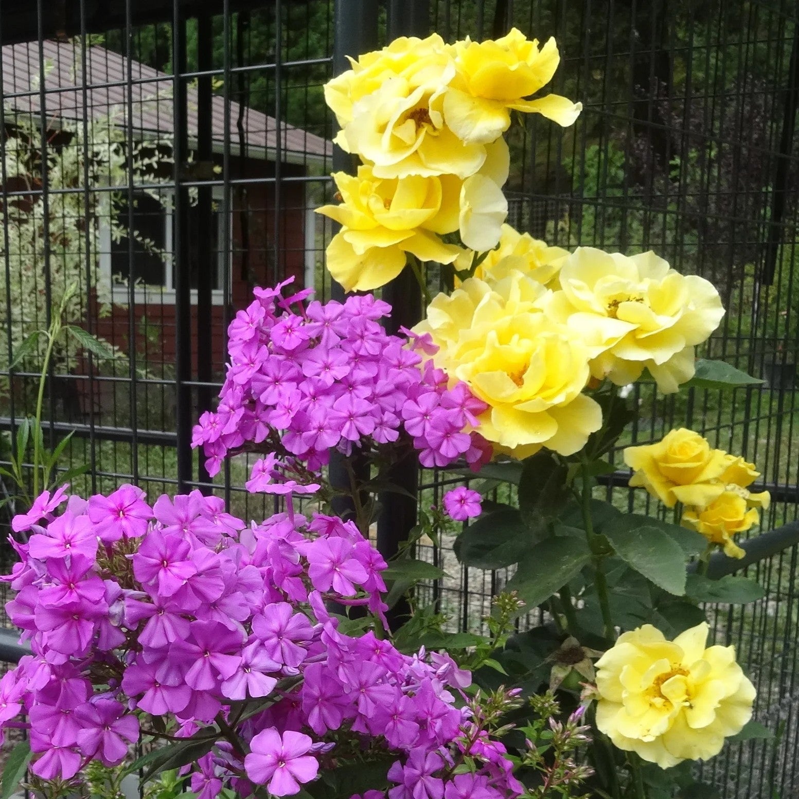 Rosa × 'Midas Touch' - Hybrid Tea Rose | Johann's Garden - A Specialty ...