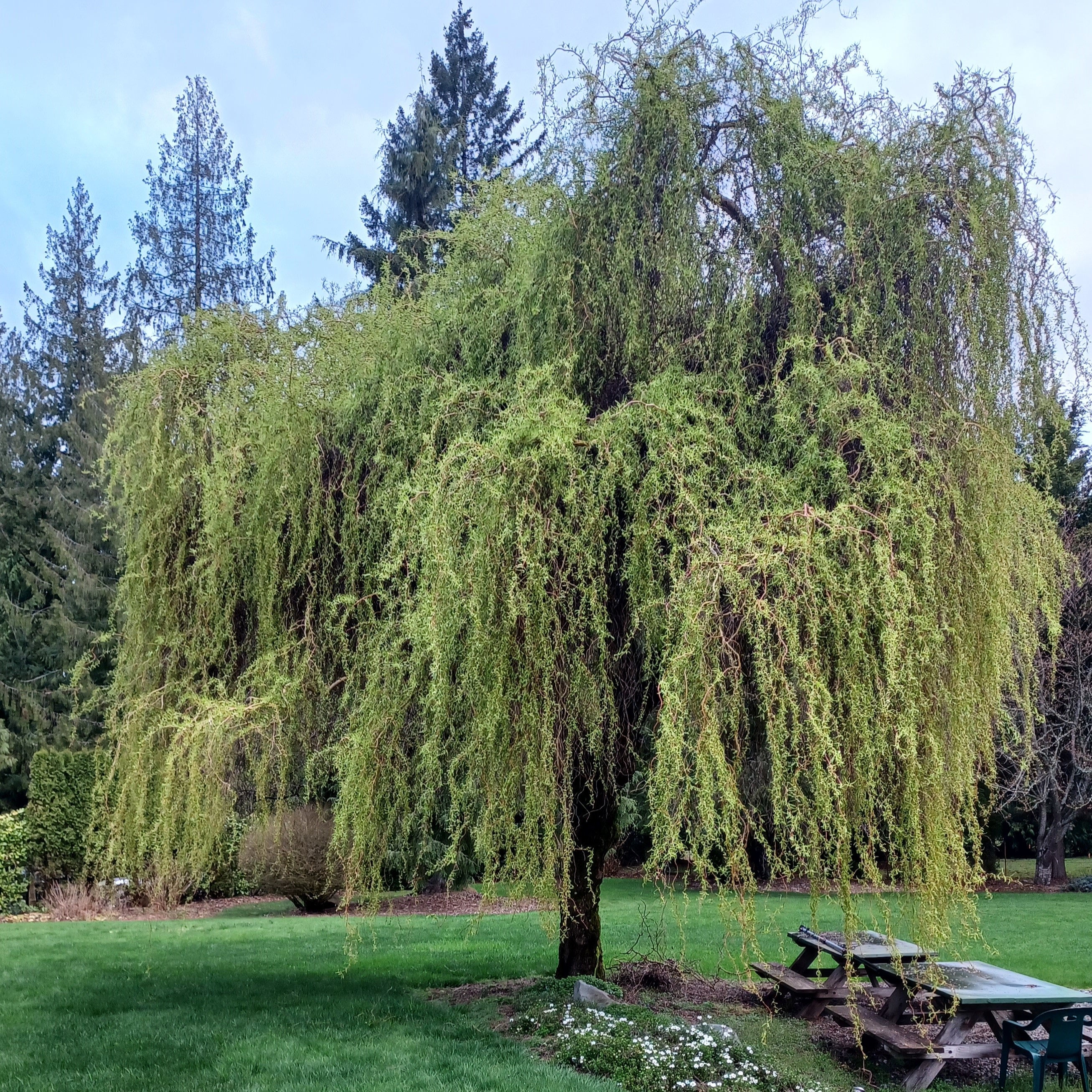 Salix ×sepulcralis 'Golden Curls' - Twisted Weeping Willow | Johann's ...