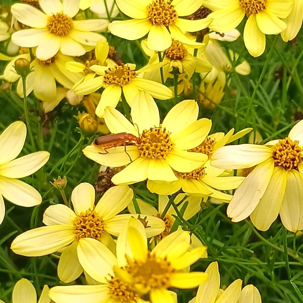 threadleaf coreopsis care