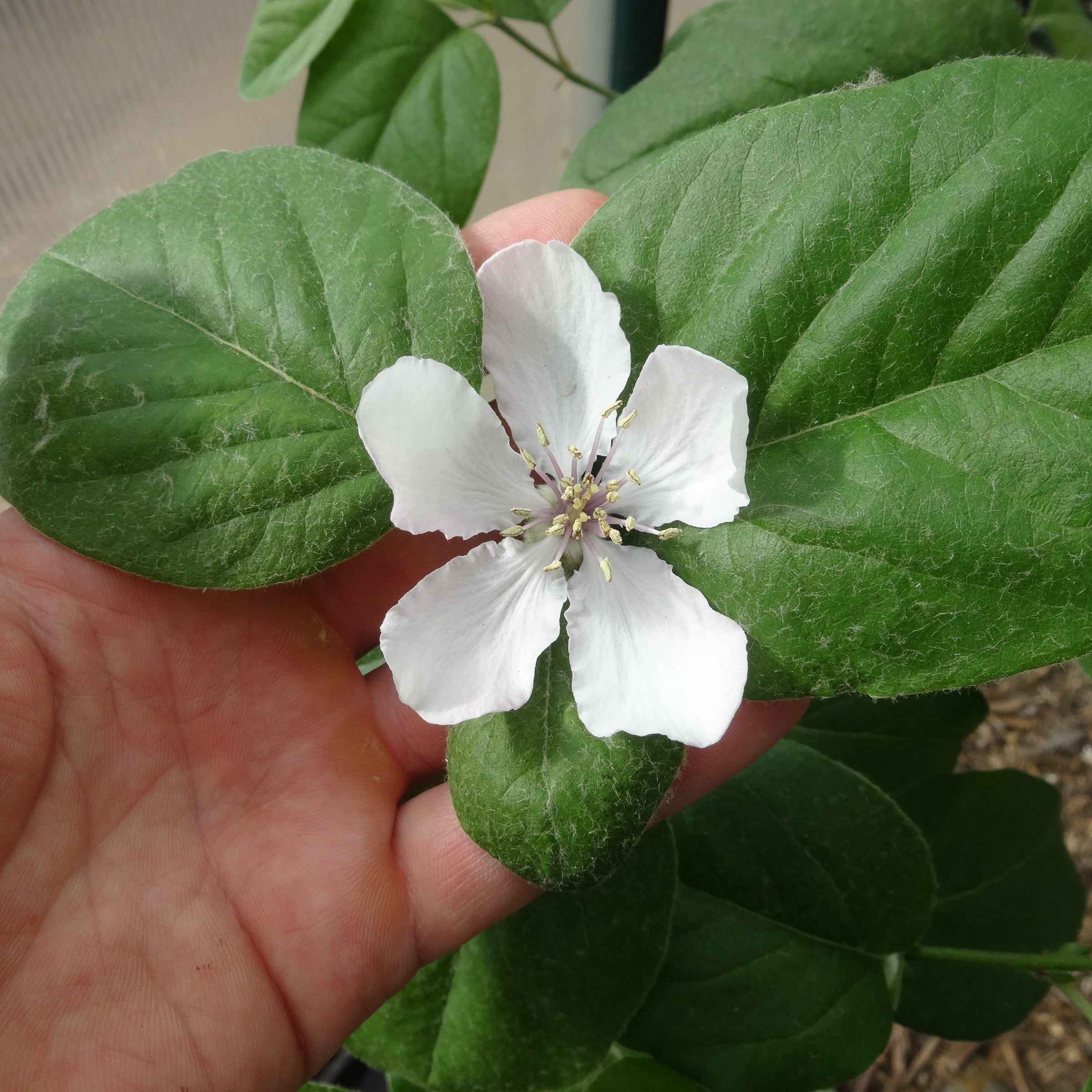 Cydonia oblonga 'Meech's Prolific' - Quince (own-root), Айва | Johann's ...