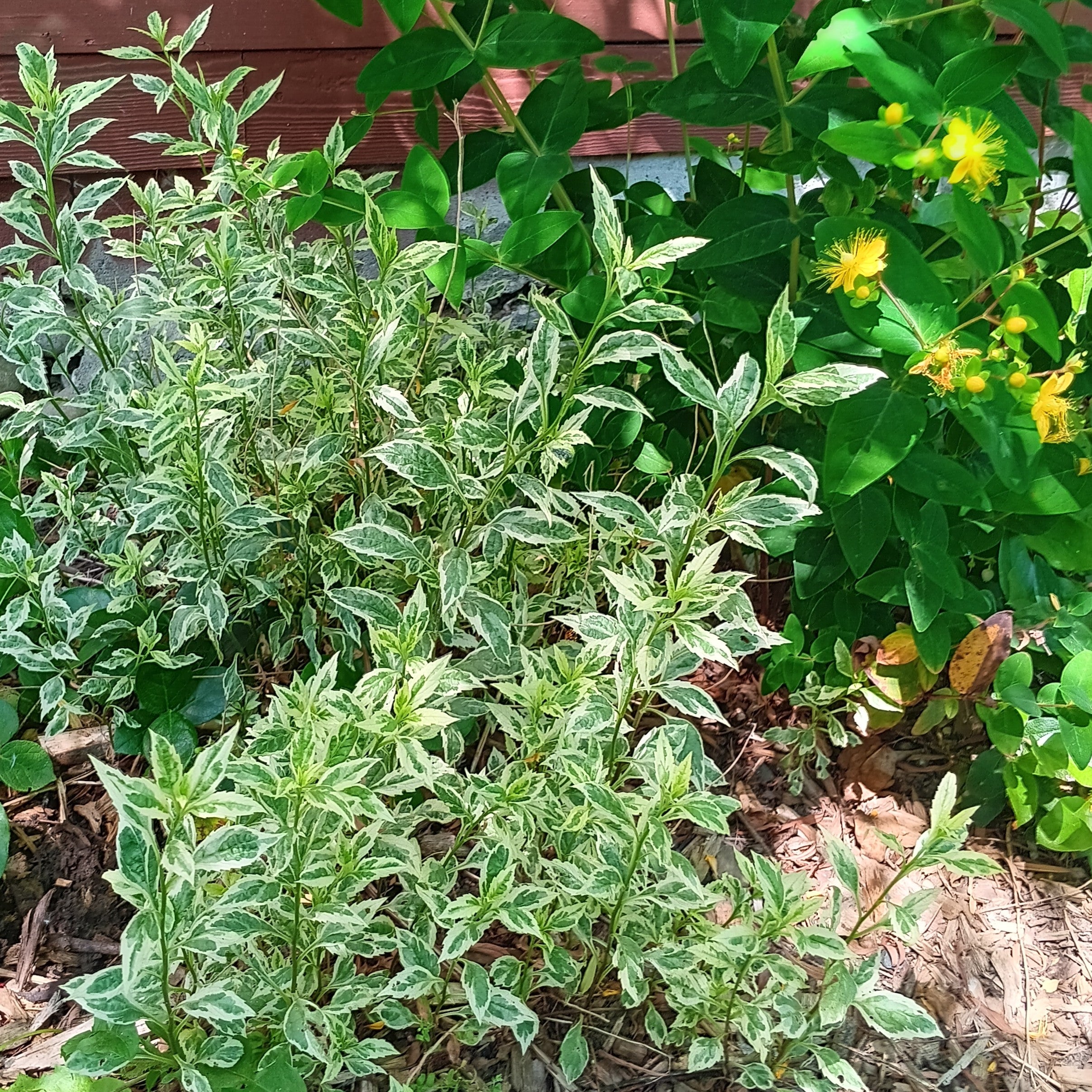 Aster yomena 'Shogun' - Variegated Japanese Aster, ヨメナ, 쑥부쟁이 | Johann's ...