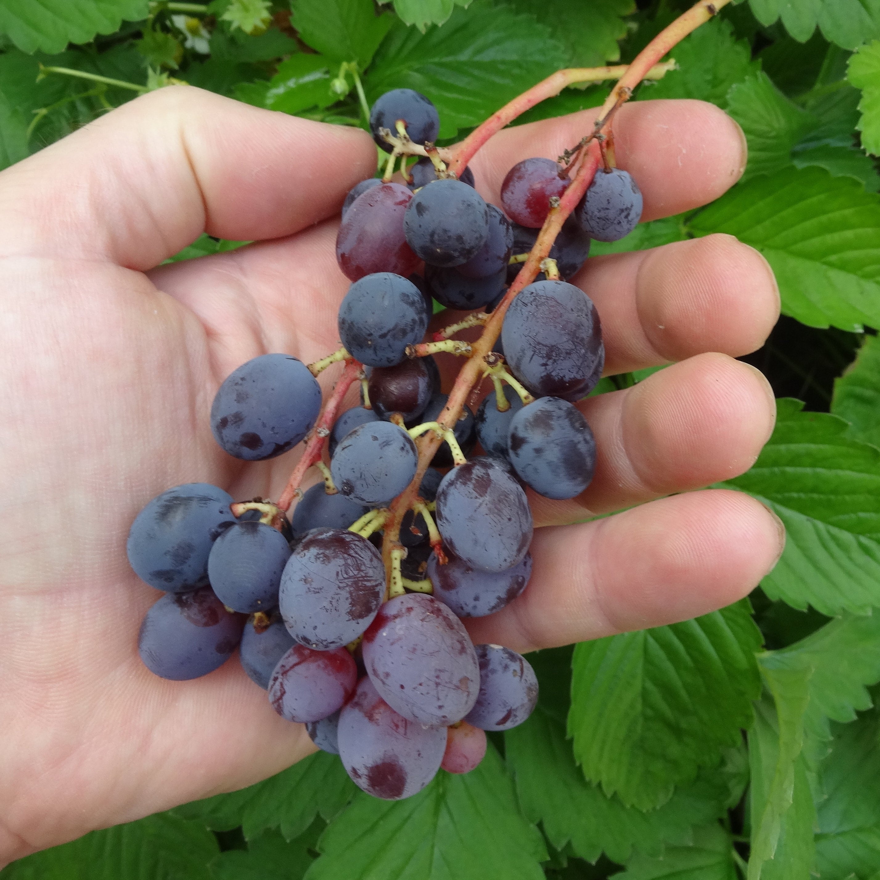 Vitis labrusca × vinifera 'Mars' - Table Grape | Johann's Garden - A ...