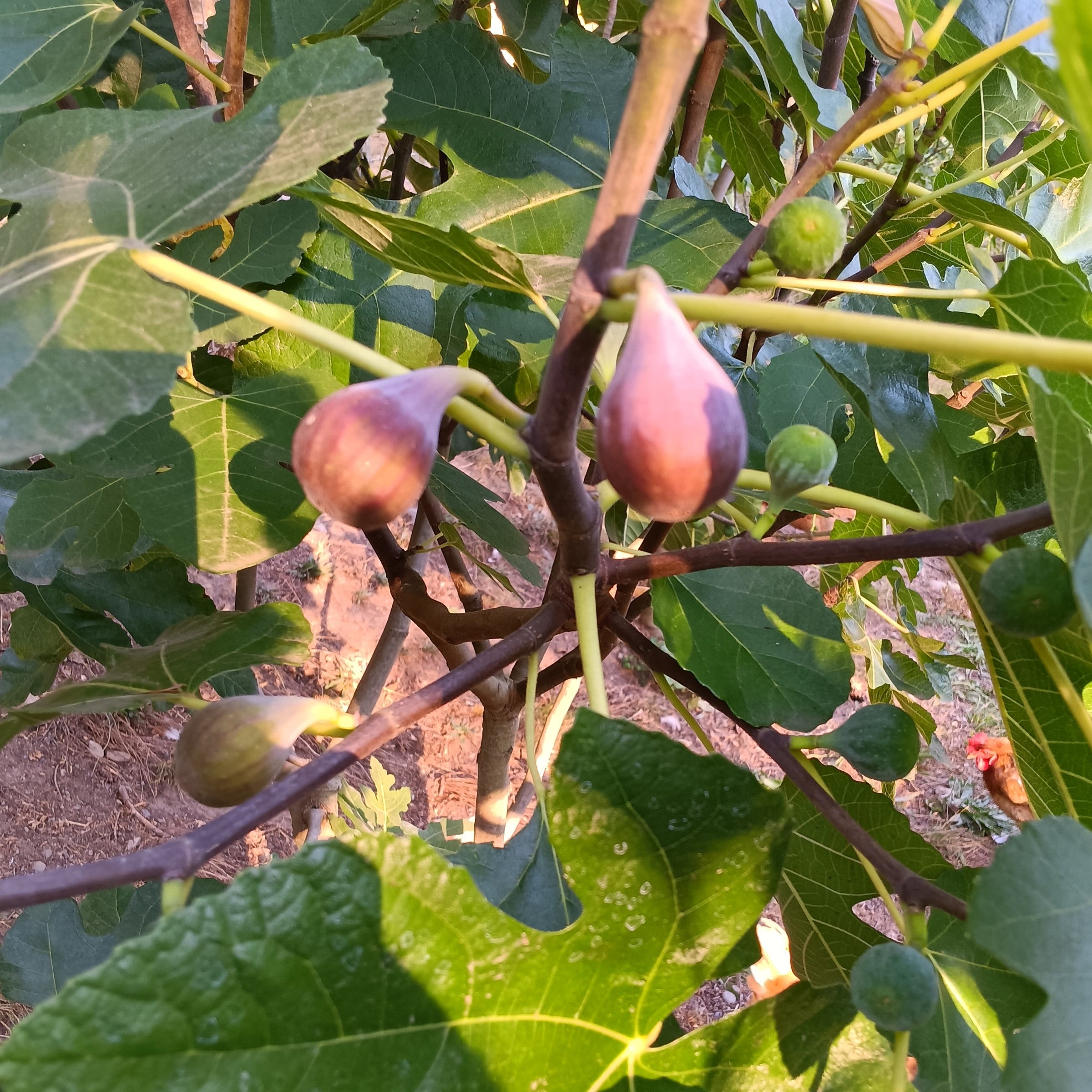 figs tree
