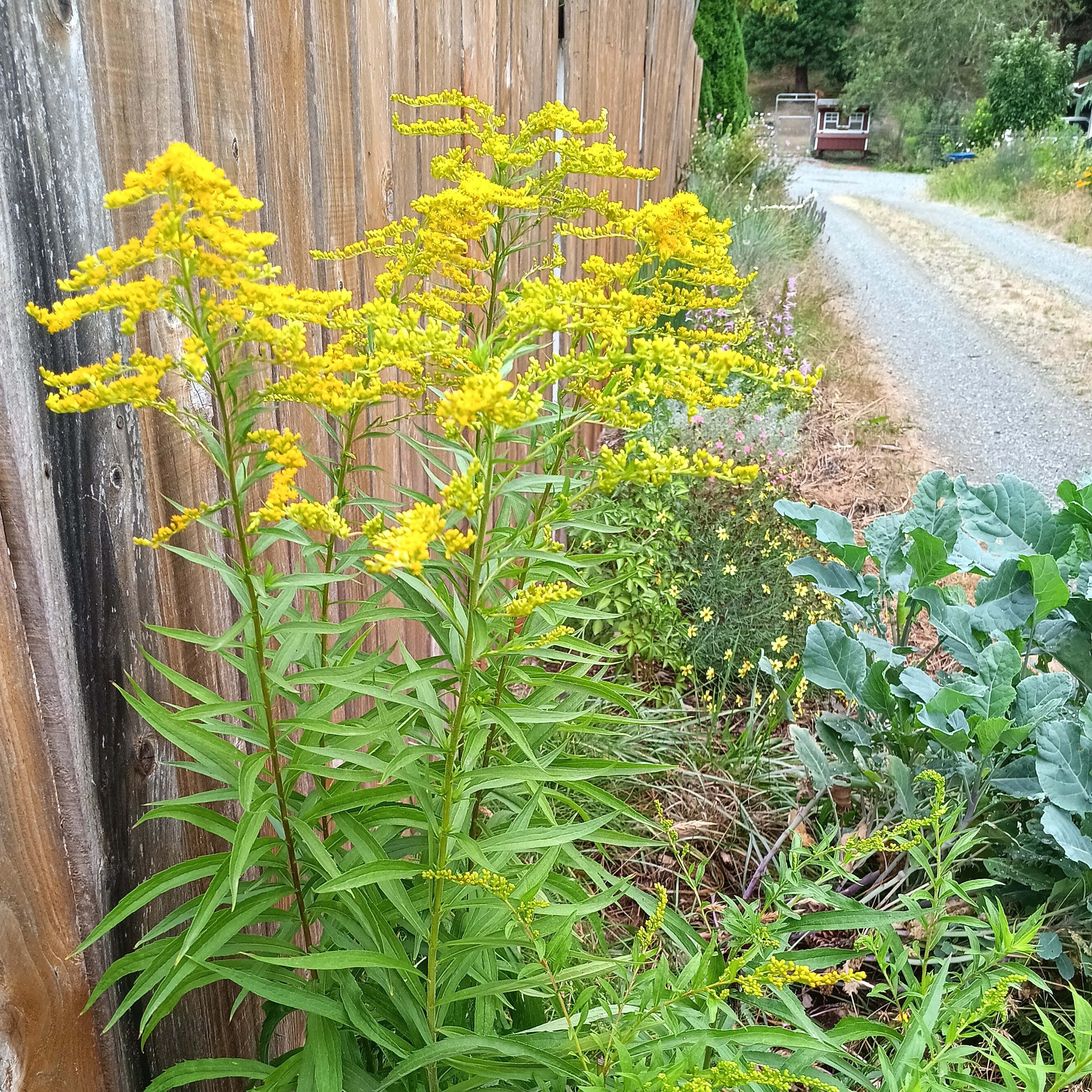 solidago canadensis native range