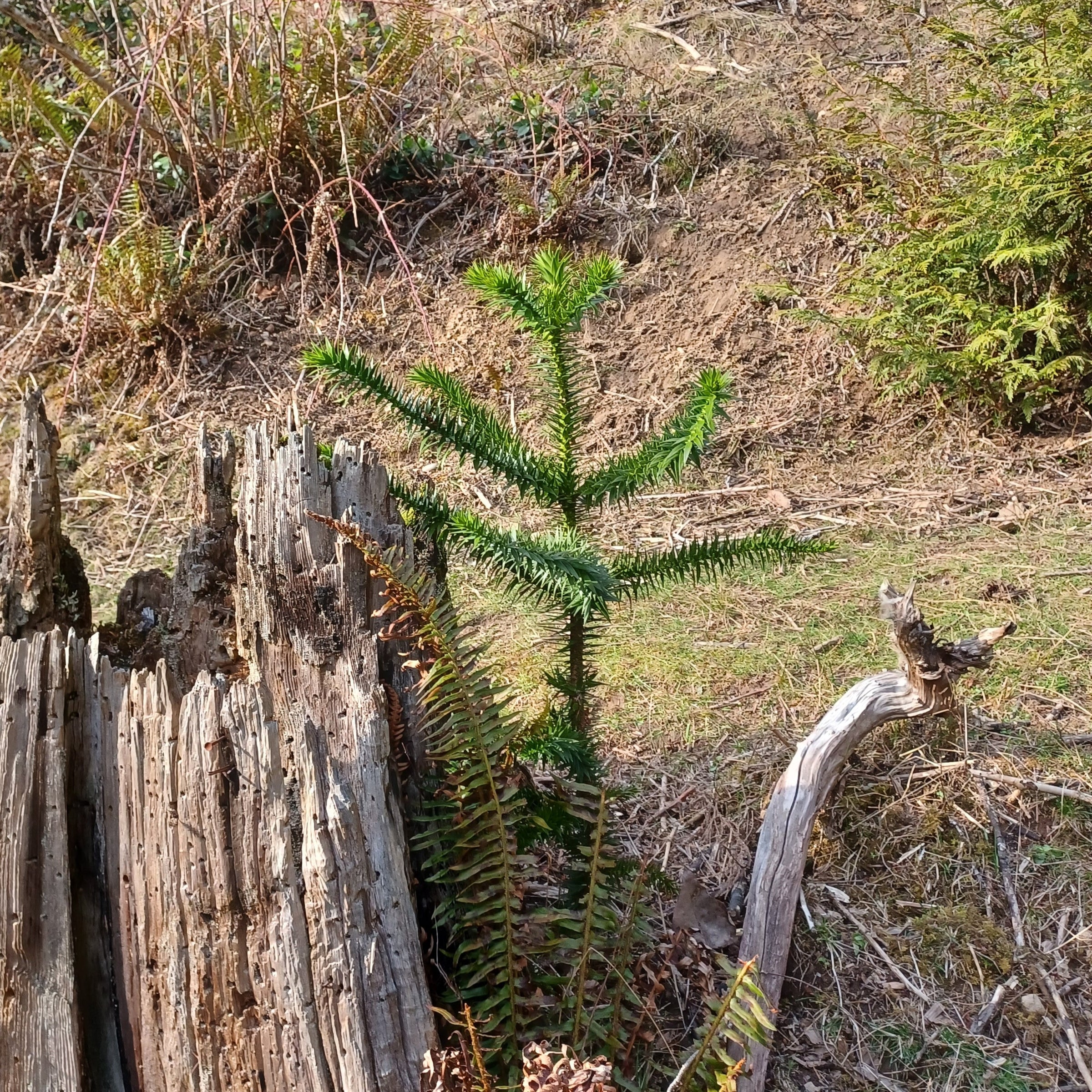 monkey puzzle tree suppliers
