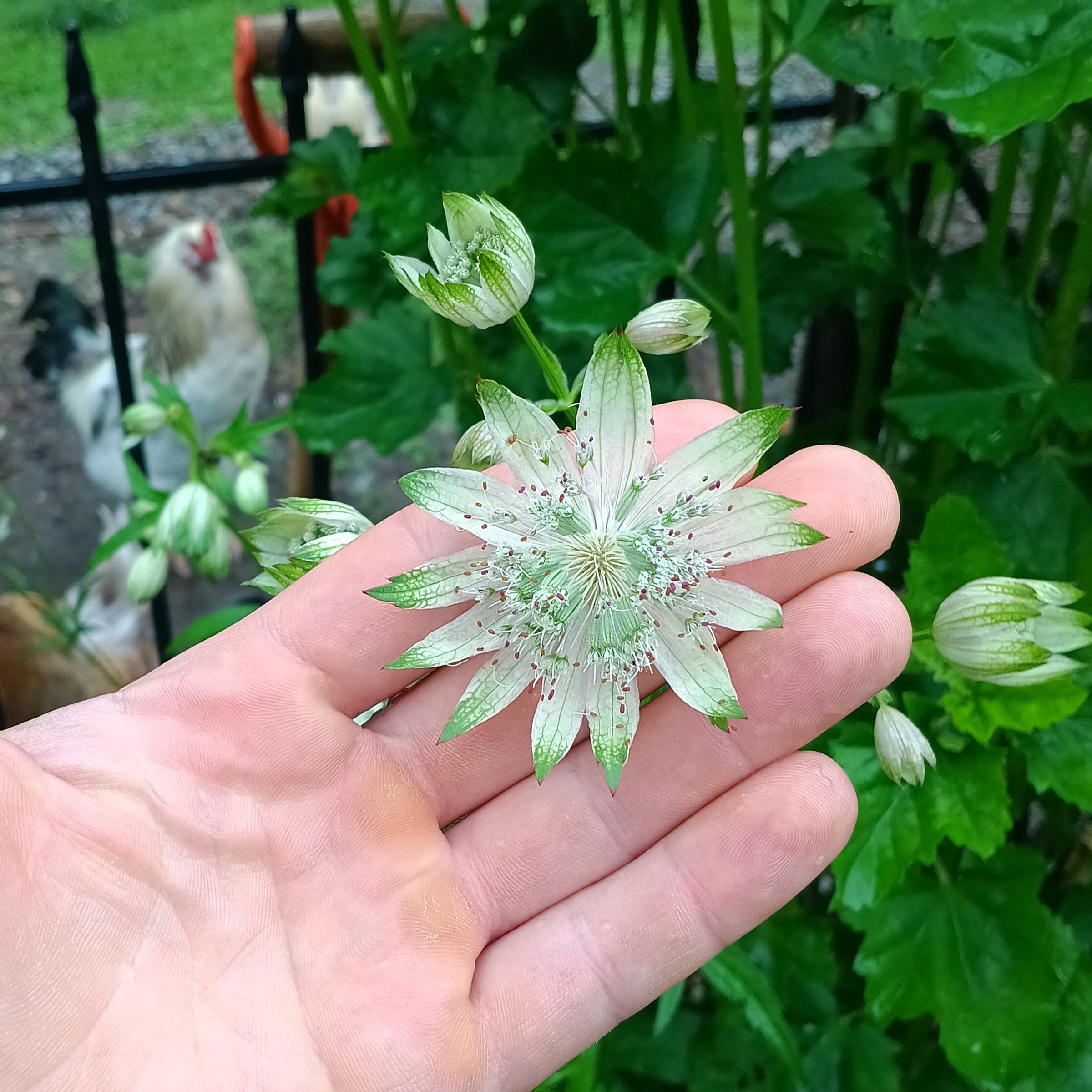 white astrantia