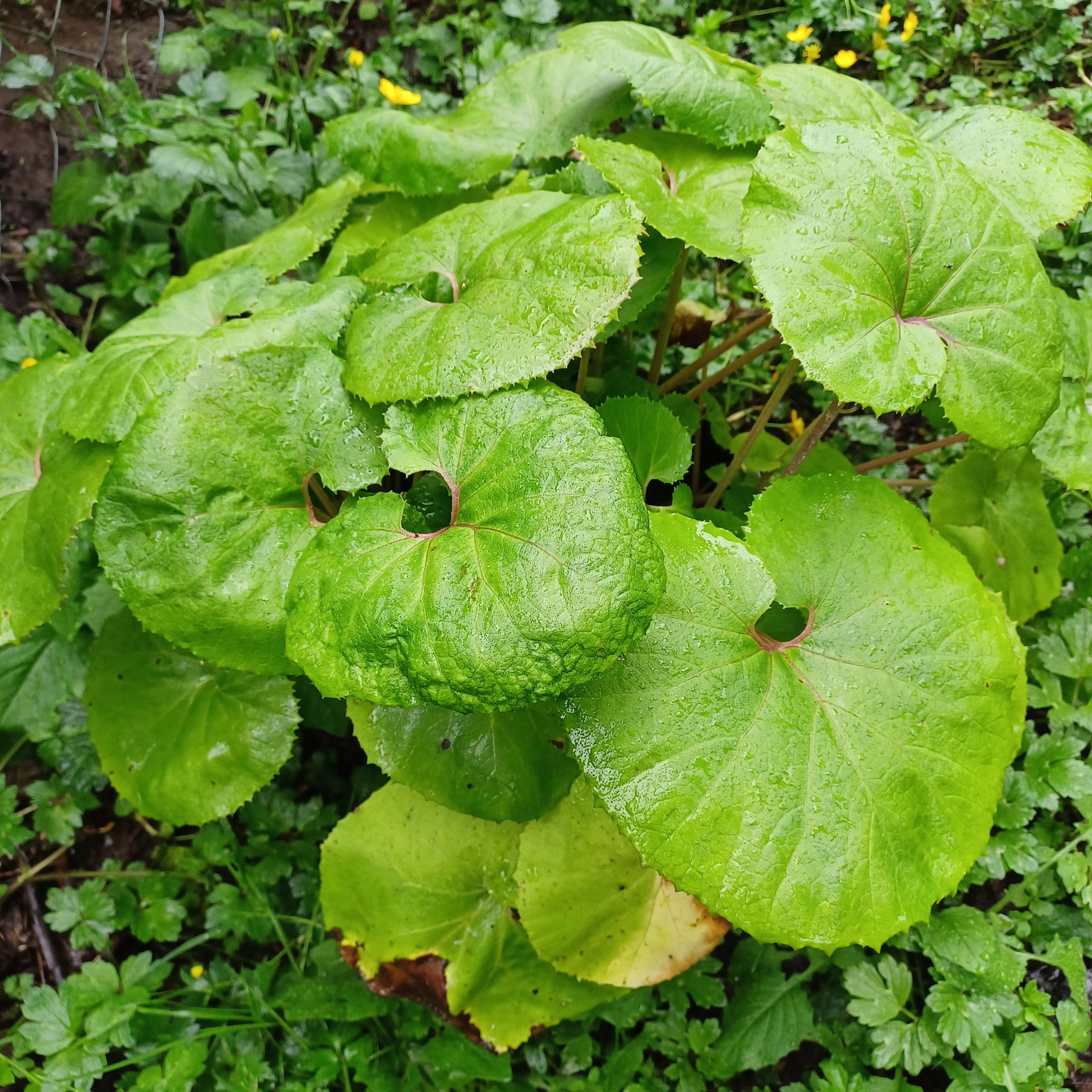 Petasites japonicus subsp. giganteus - Giant Fuki, アキタブキ, 거인머위, 秋田蕗 ...