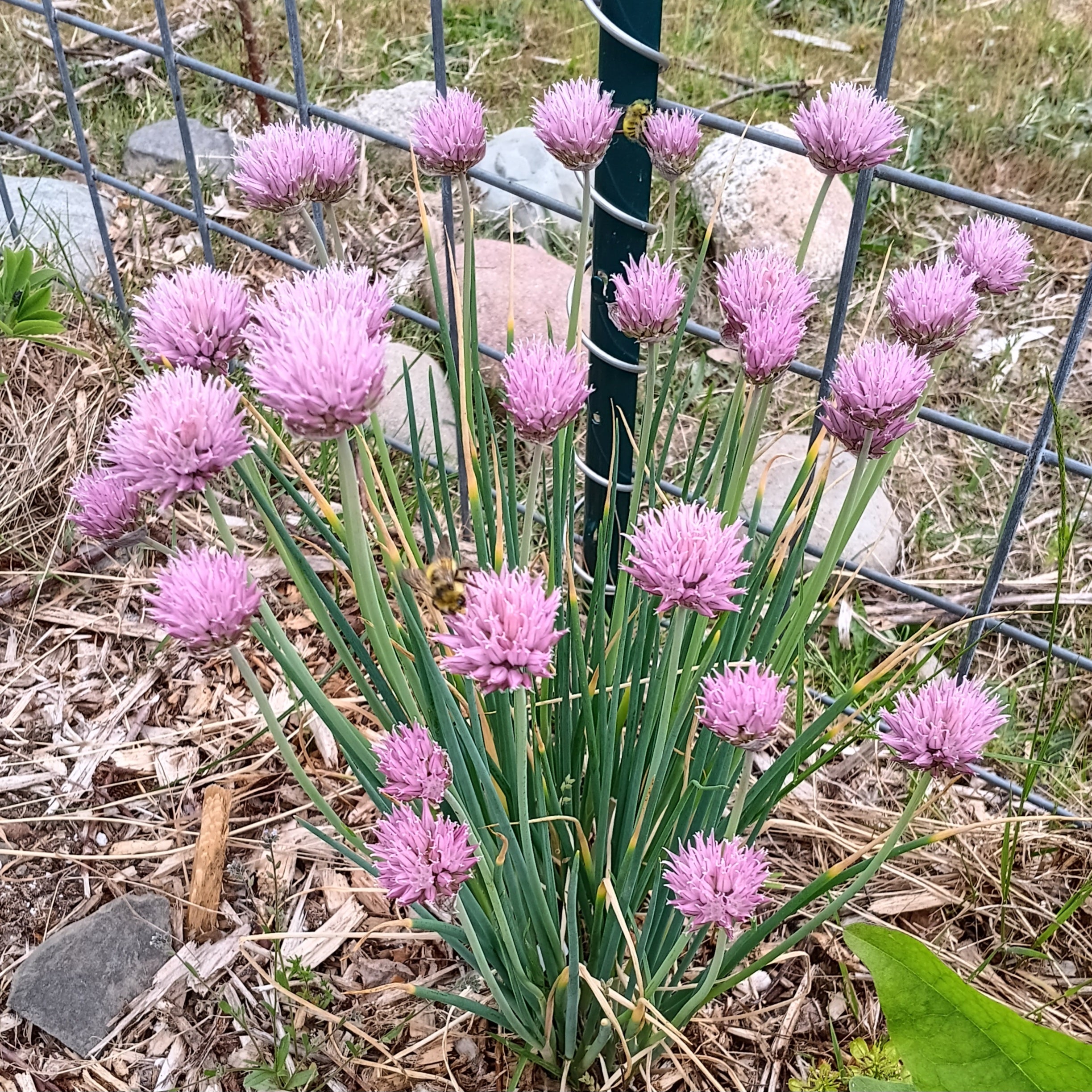 Allium schoenoprasum 'Pink Giant' - Chives (tetraploid) | Johann's ...