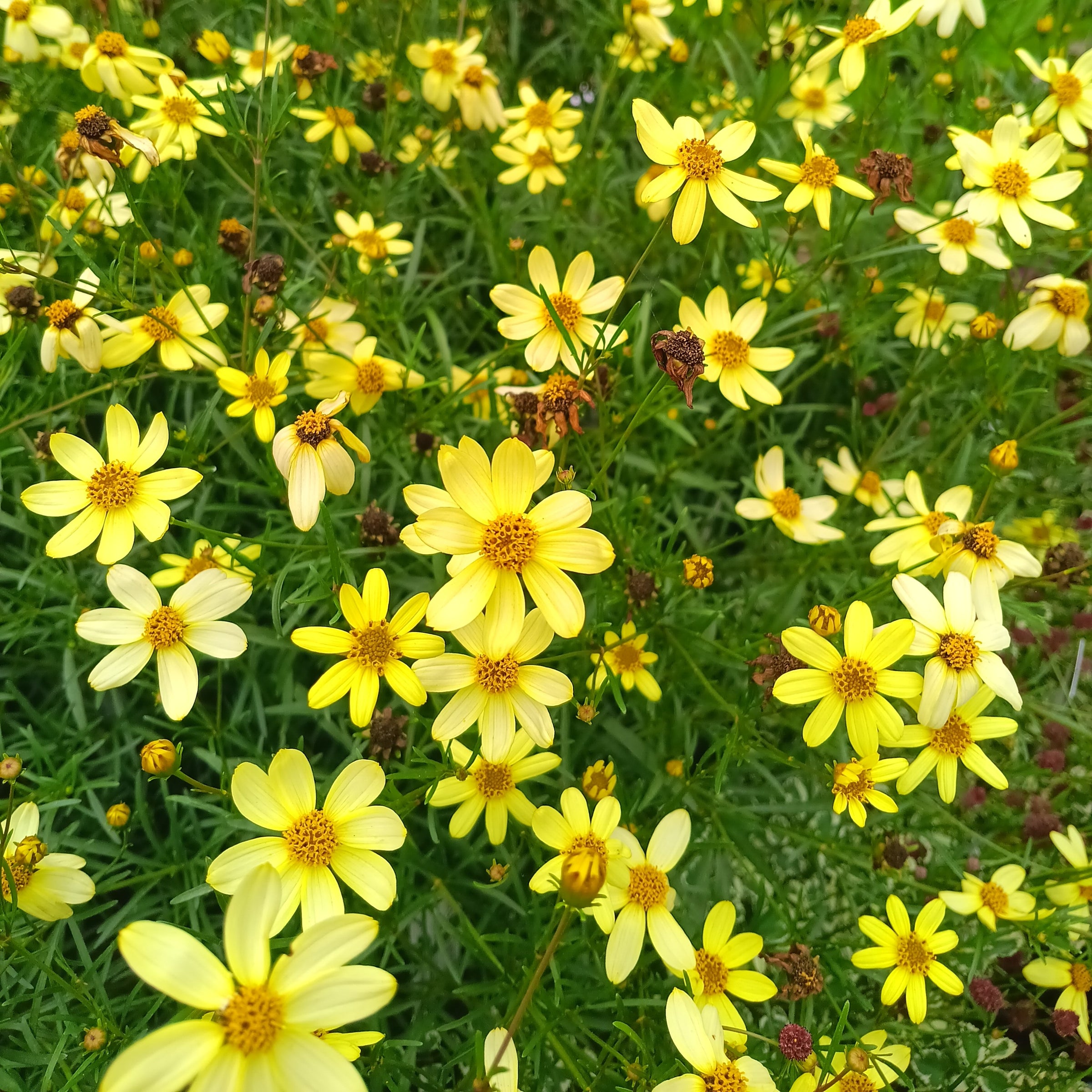 moonbeam coreopsis