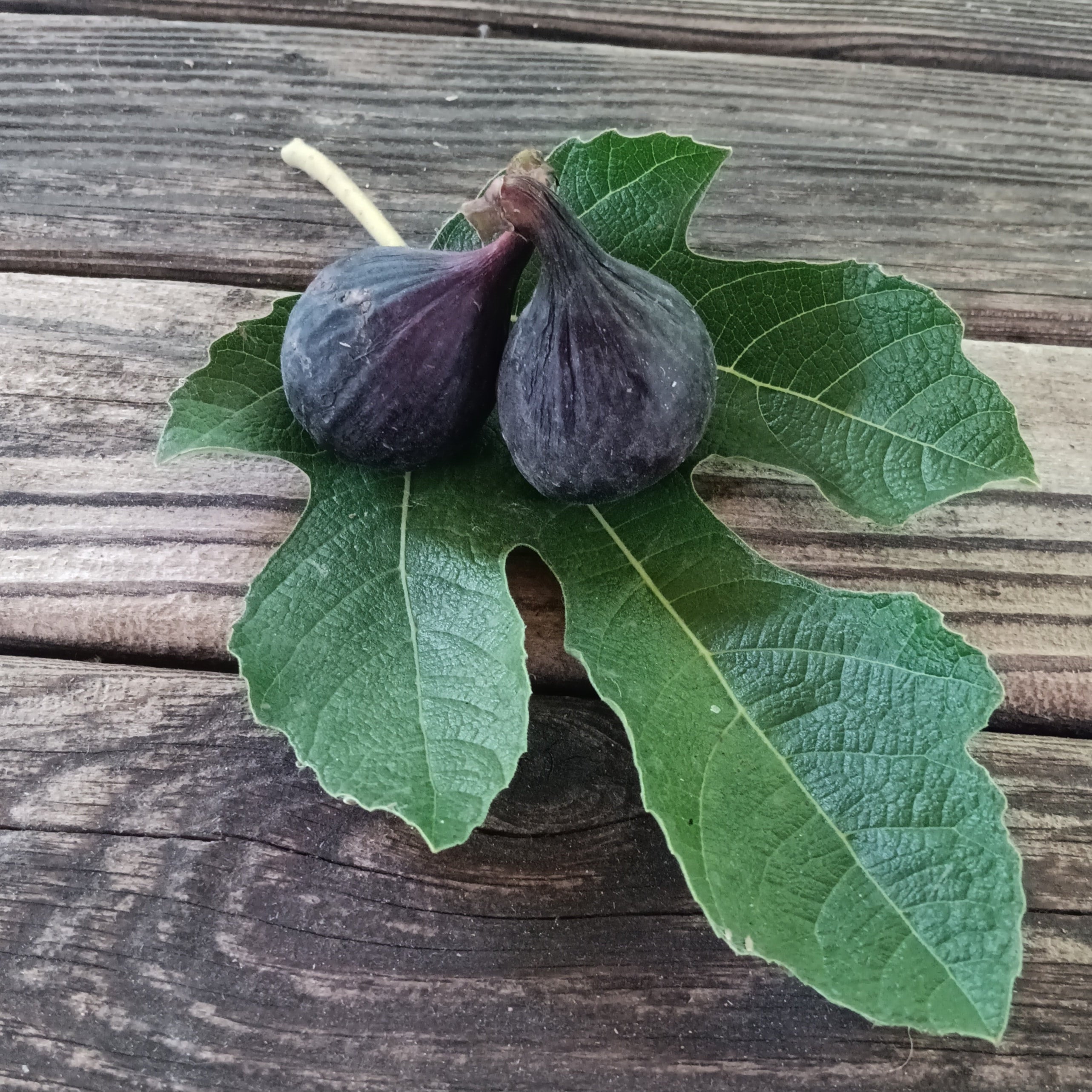Ficus carica 'Valle Negra' - Fig Tree | Johann's Garden - A Specialty ...