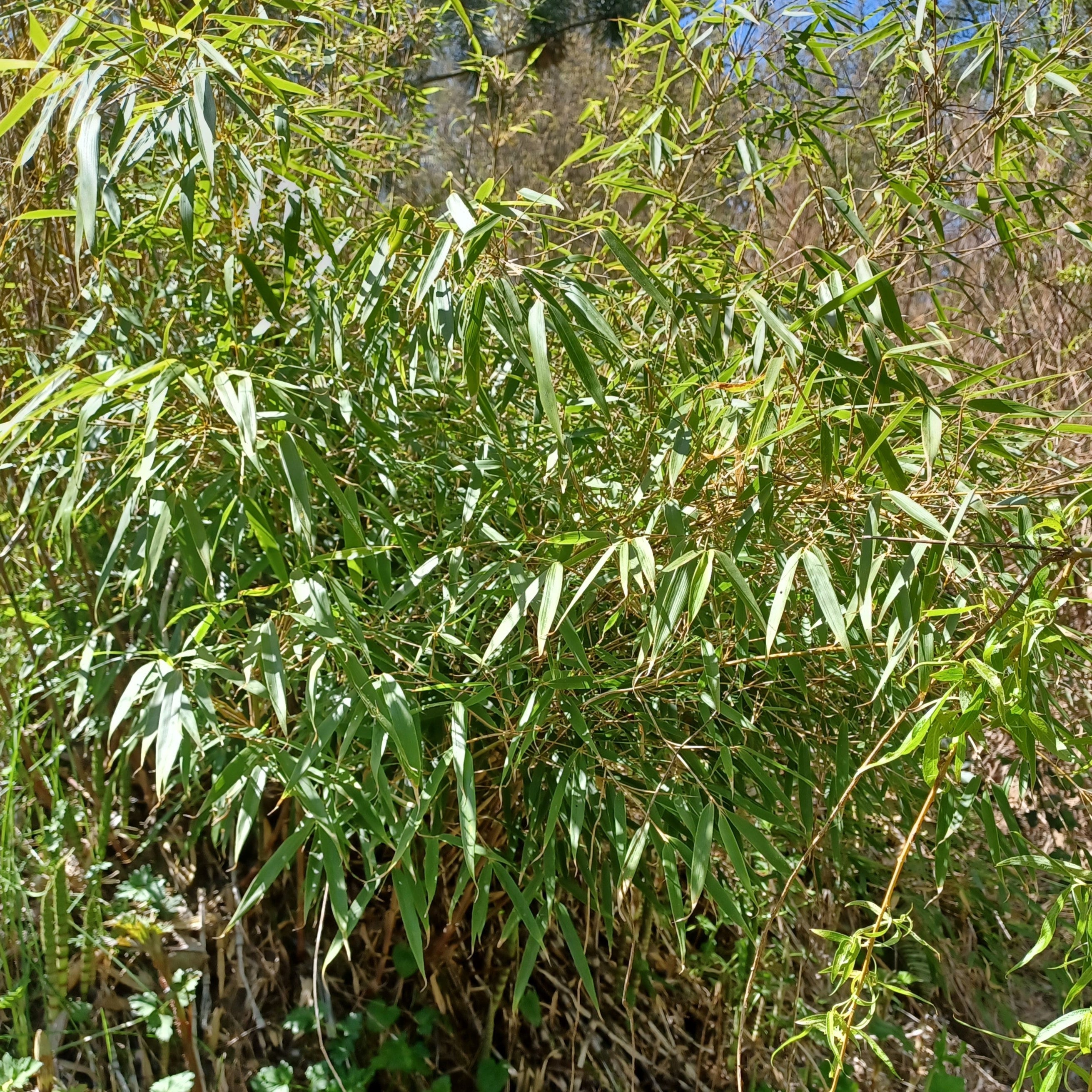 Fargesia dracocephala var. rufa 'Sunset Glow' - Clumping Bamboo ...