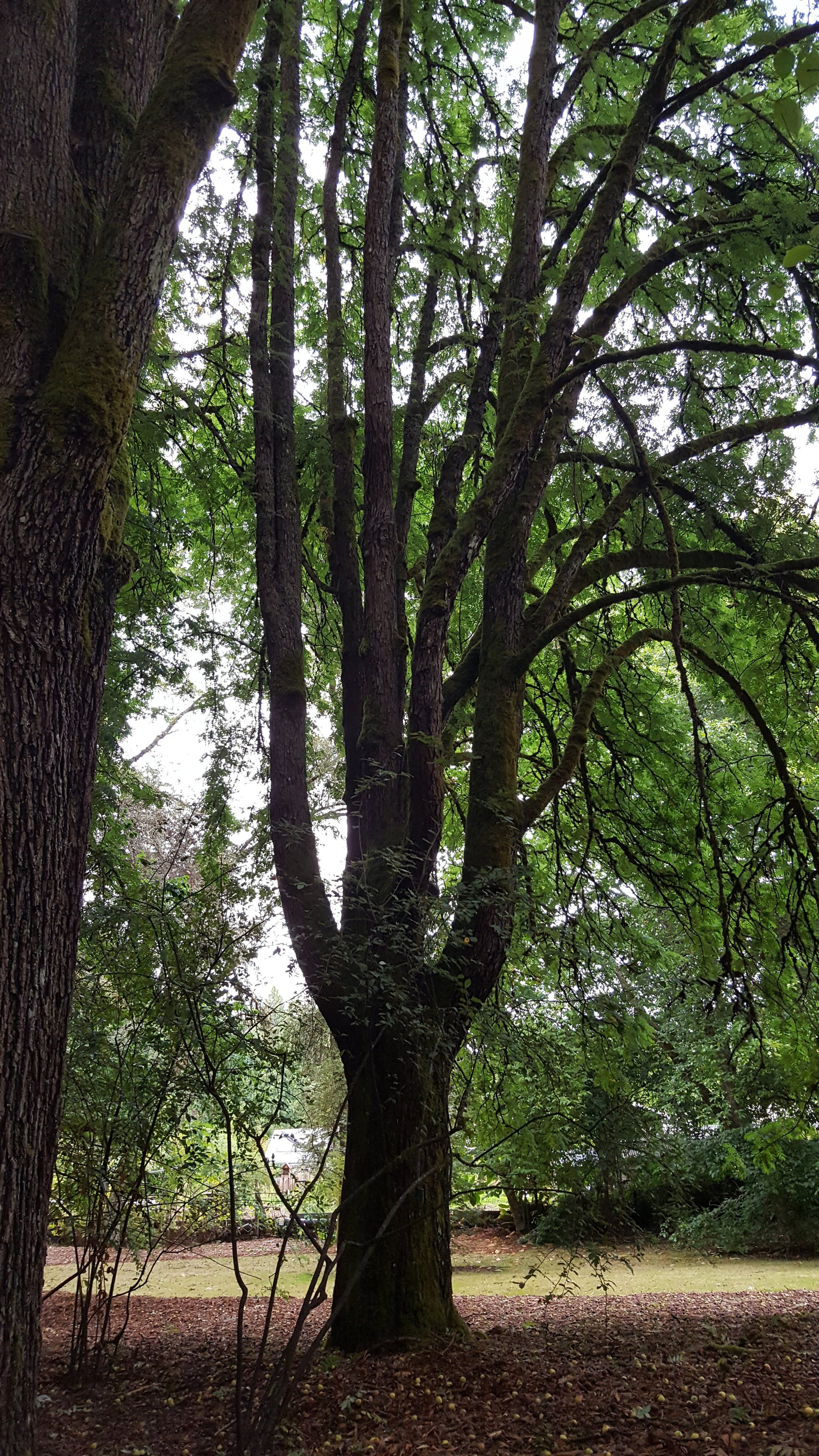 Sorbus (Cormus) domestica - Service Tree, Cormier | Johann's Garden - A ...