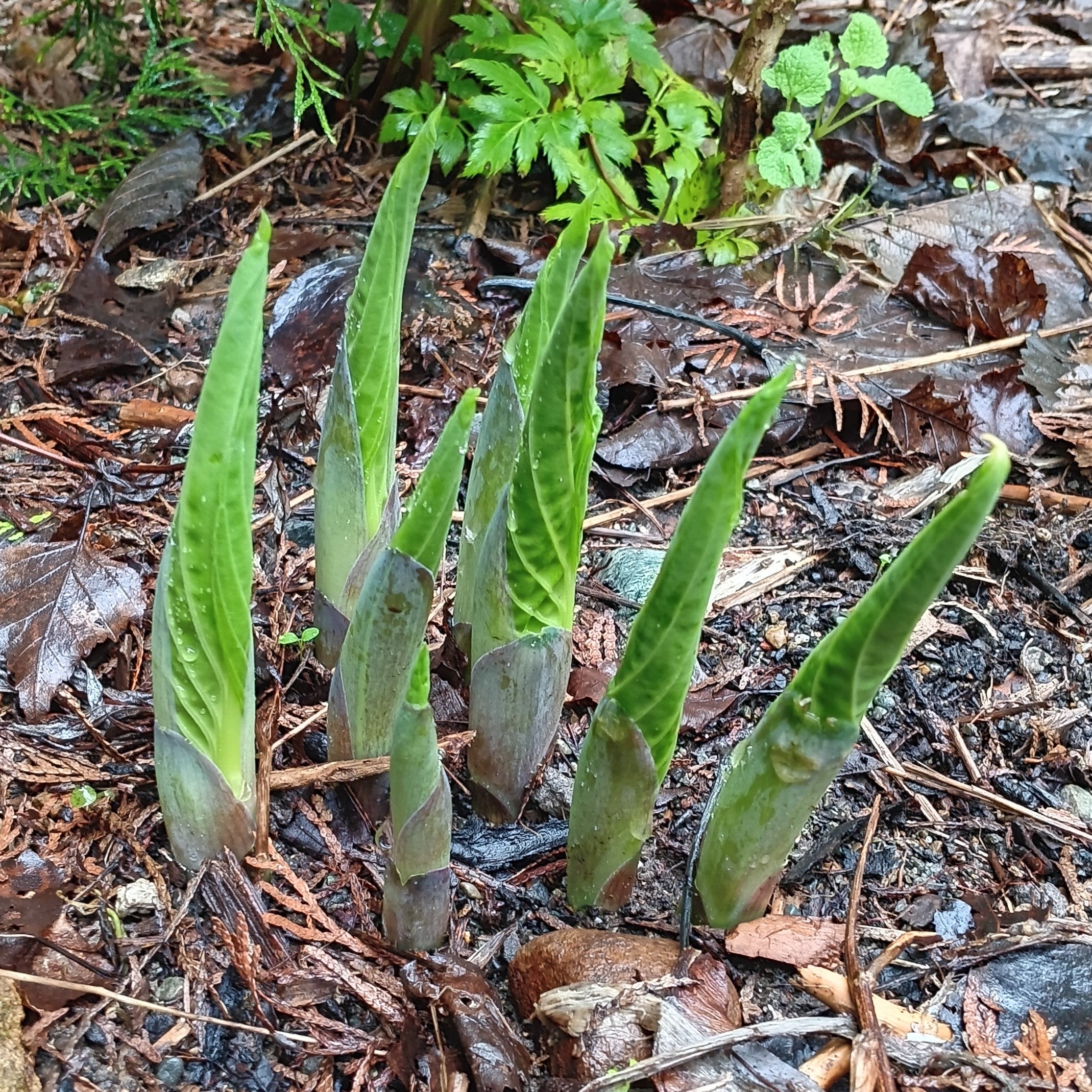 Hosta × 'Komodo Dragon' - Plantain Lily | Johann's Garden - A Specialty ...