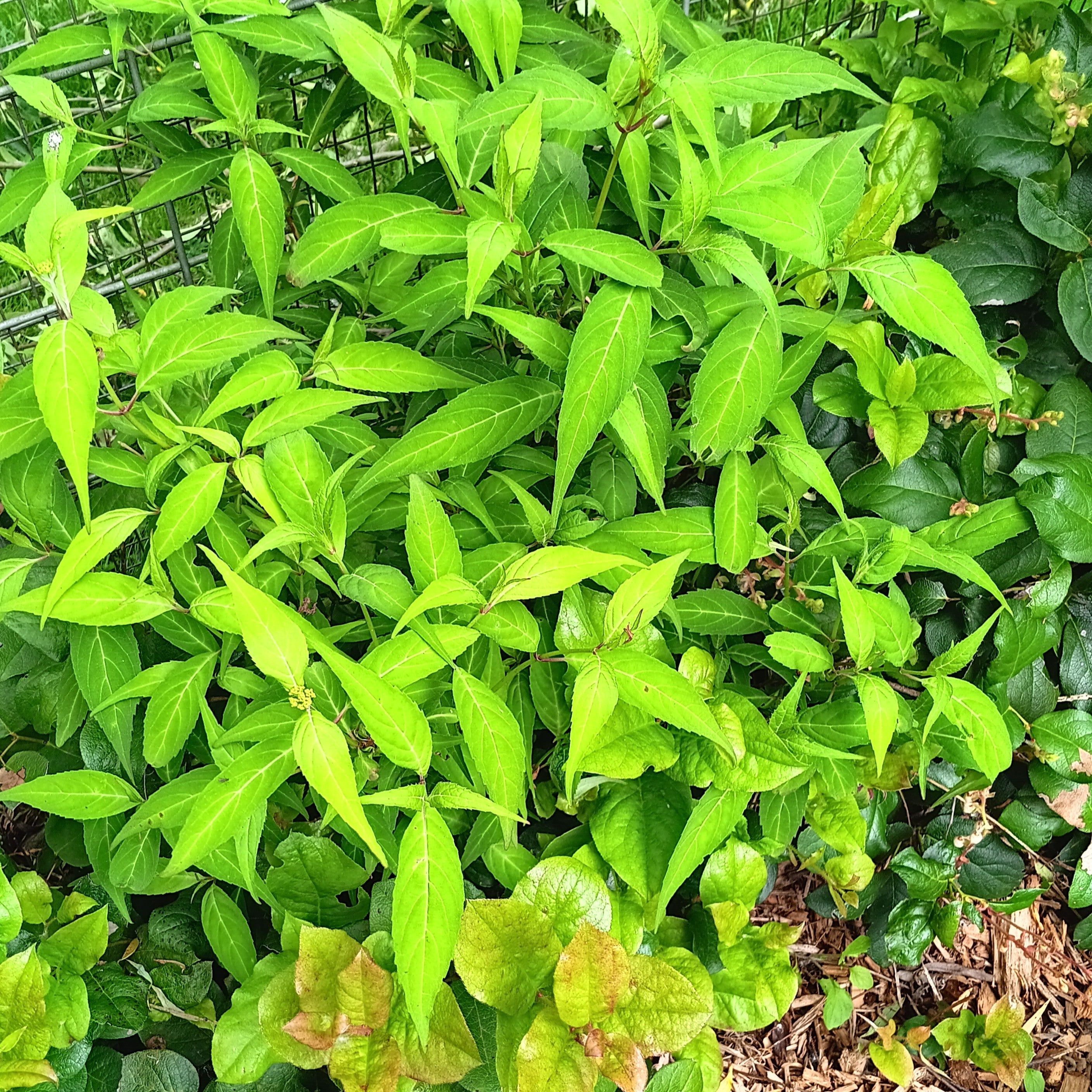 Hydrangea serrata var. angustata 'Amagi Amacha' - Mountain Hydrangea ...