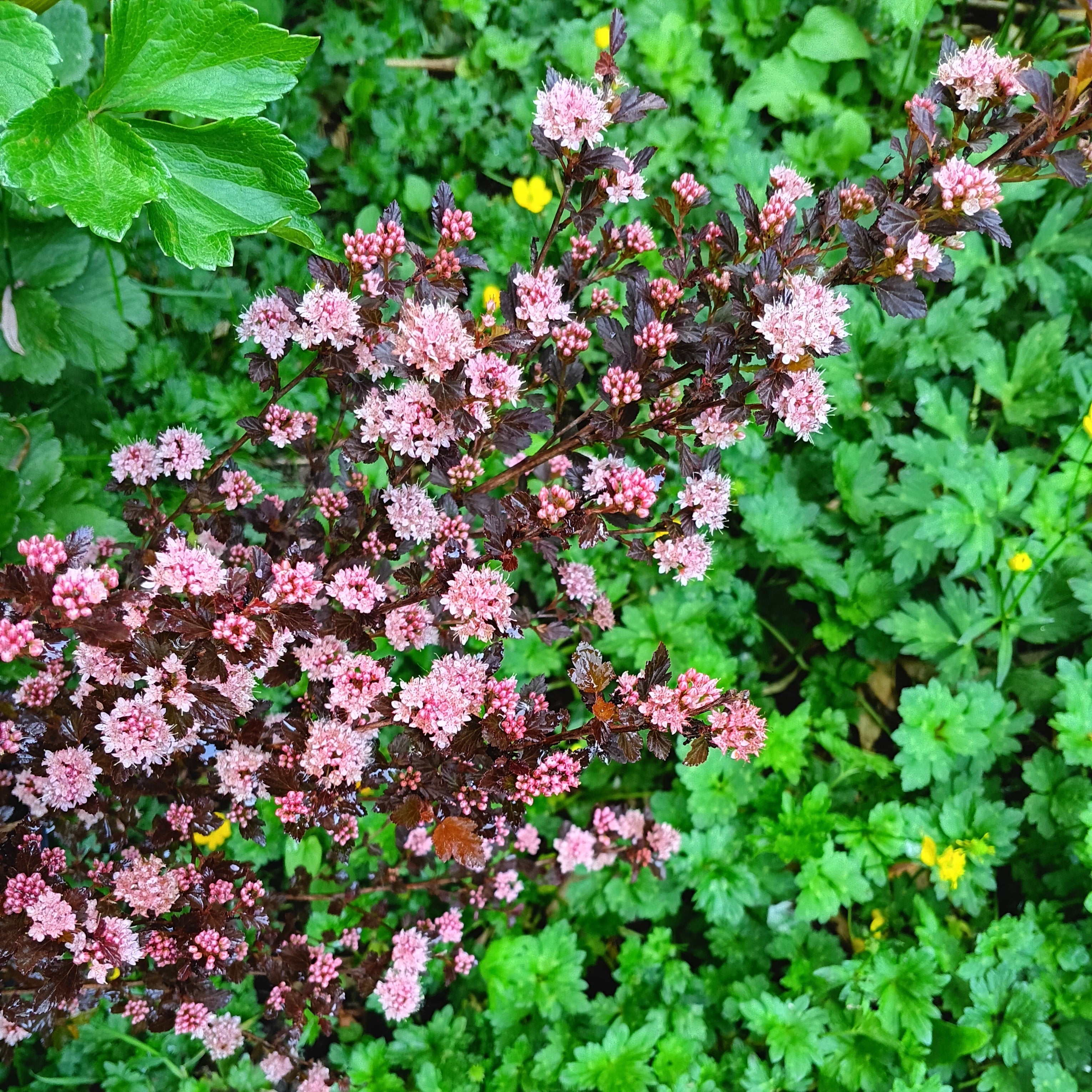 Physocarpus opulifolius 'Sweet Cherry Tea' - Dwarf Ninebark | Johann's ...