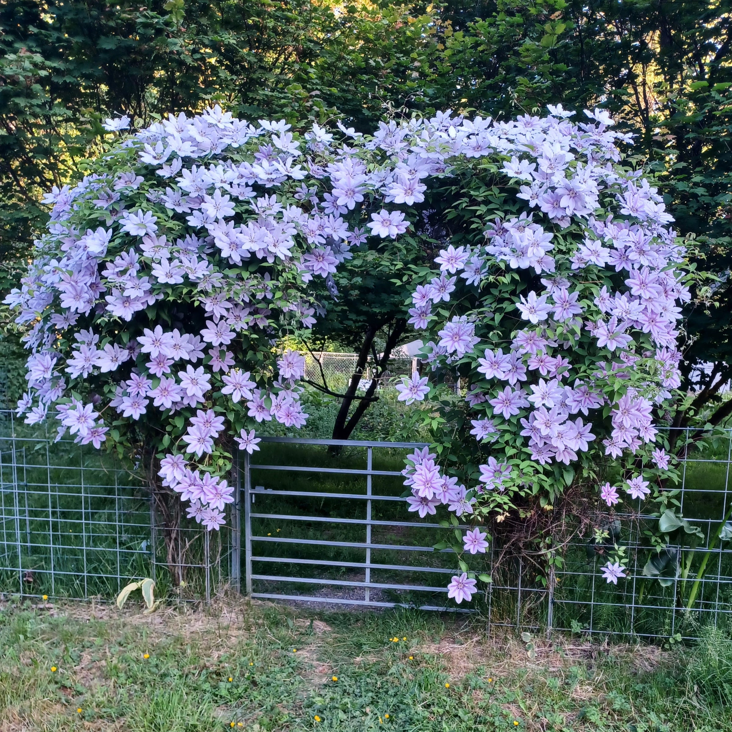large flower clematis