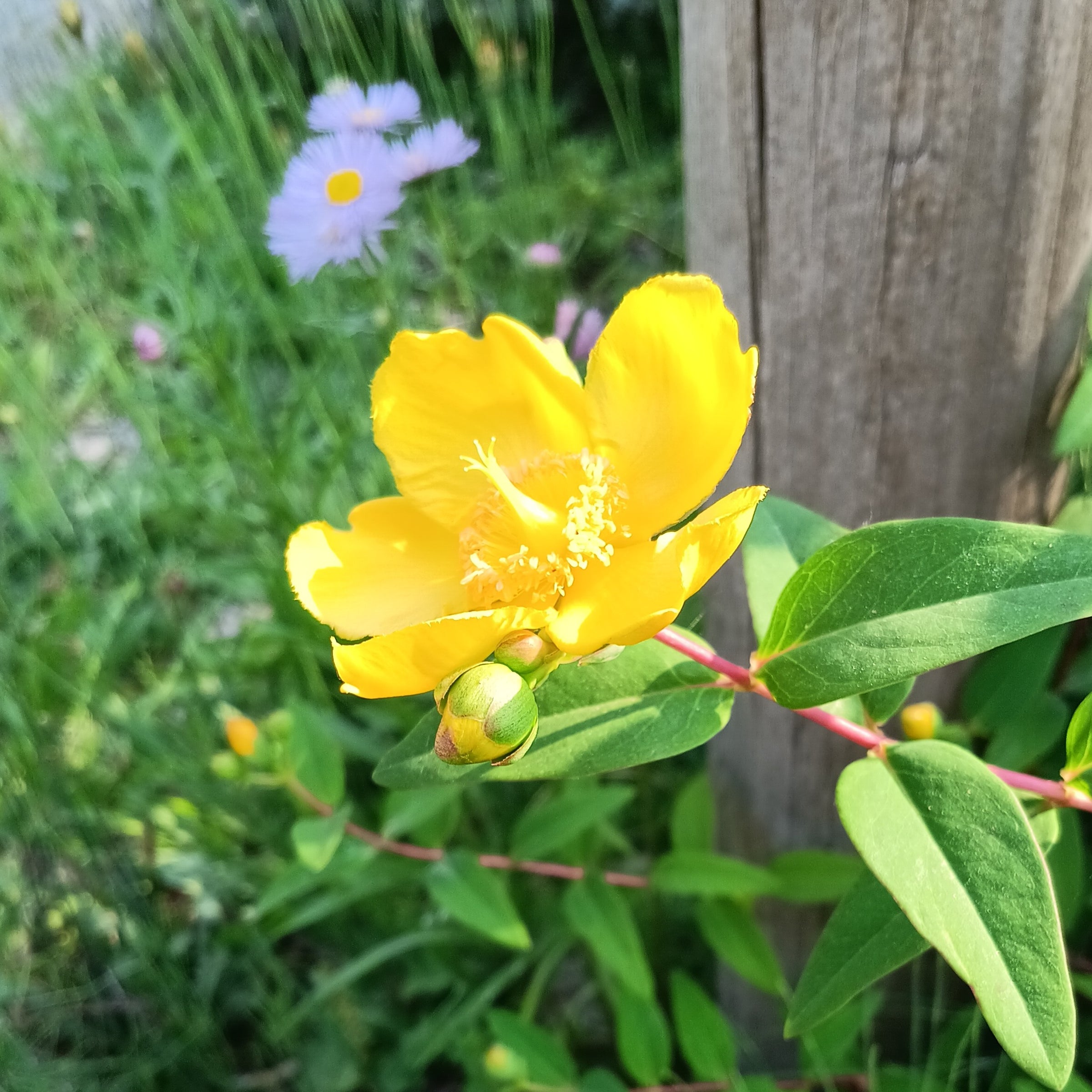 hypericum hidcoteense
