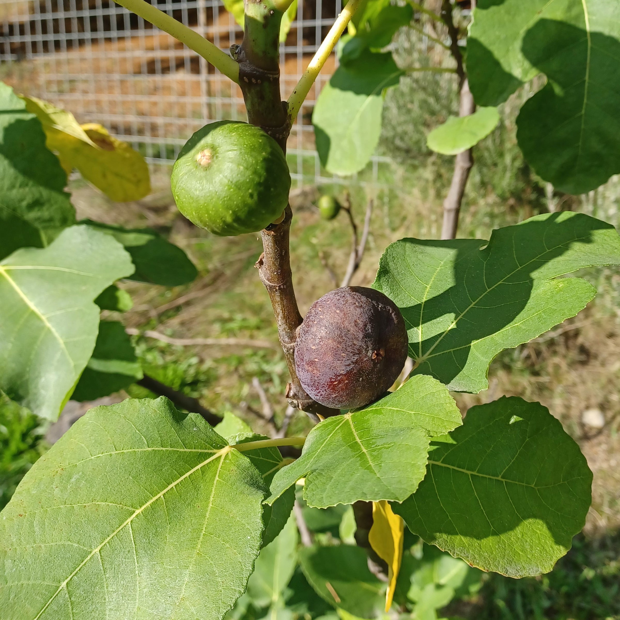conadria fig tree