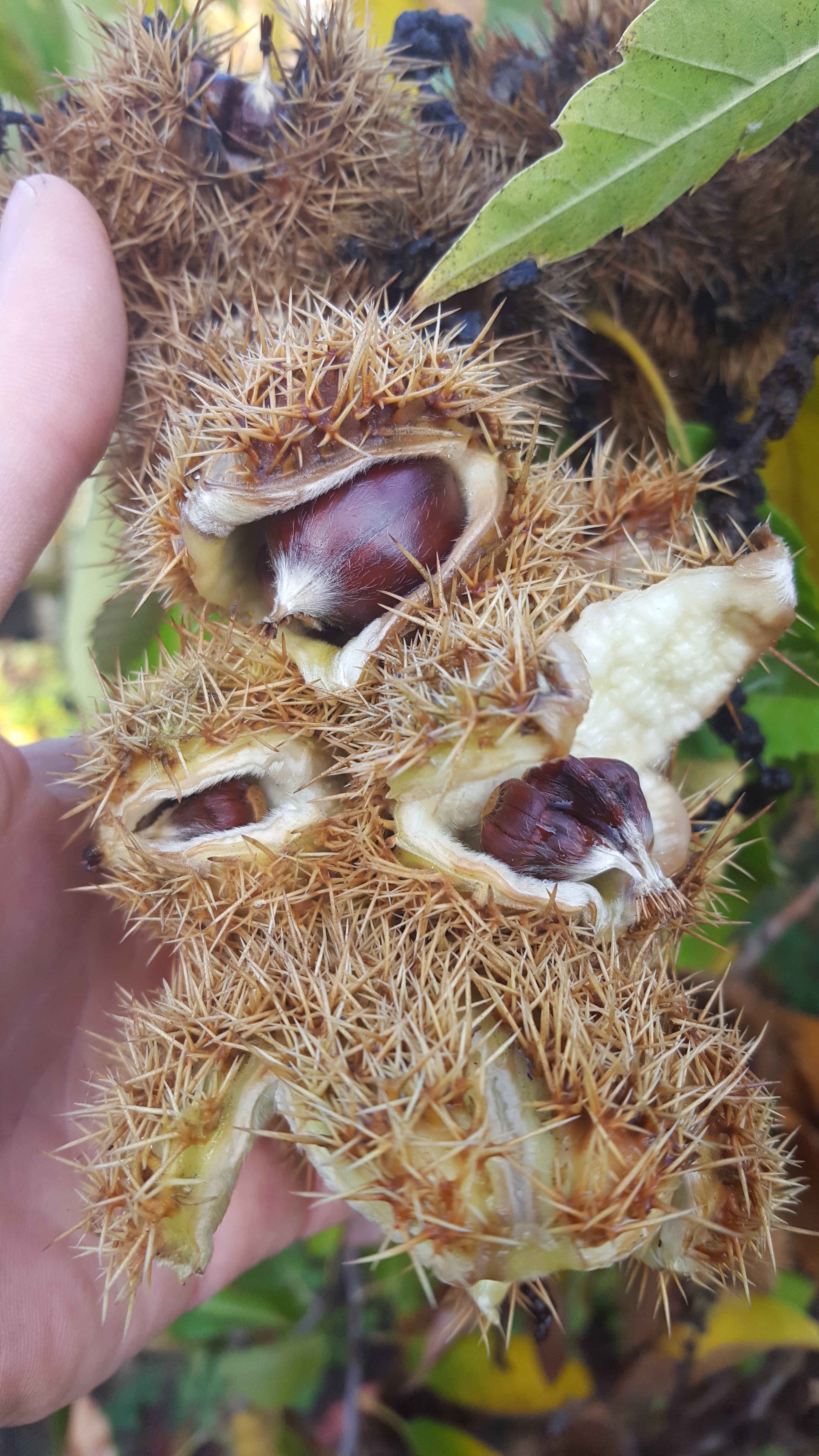 Dwarf Sweet Chestnut Tree