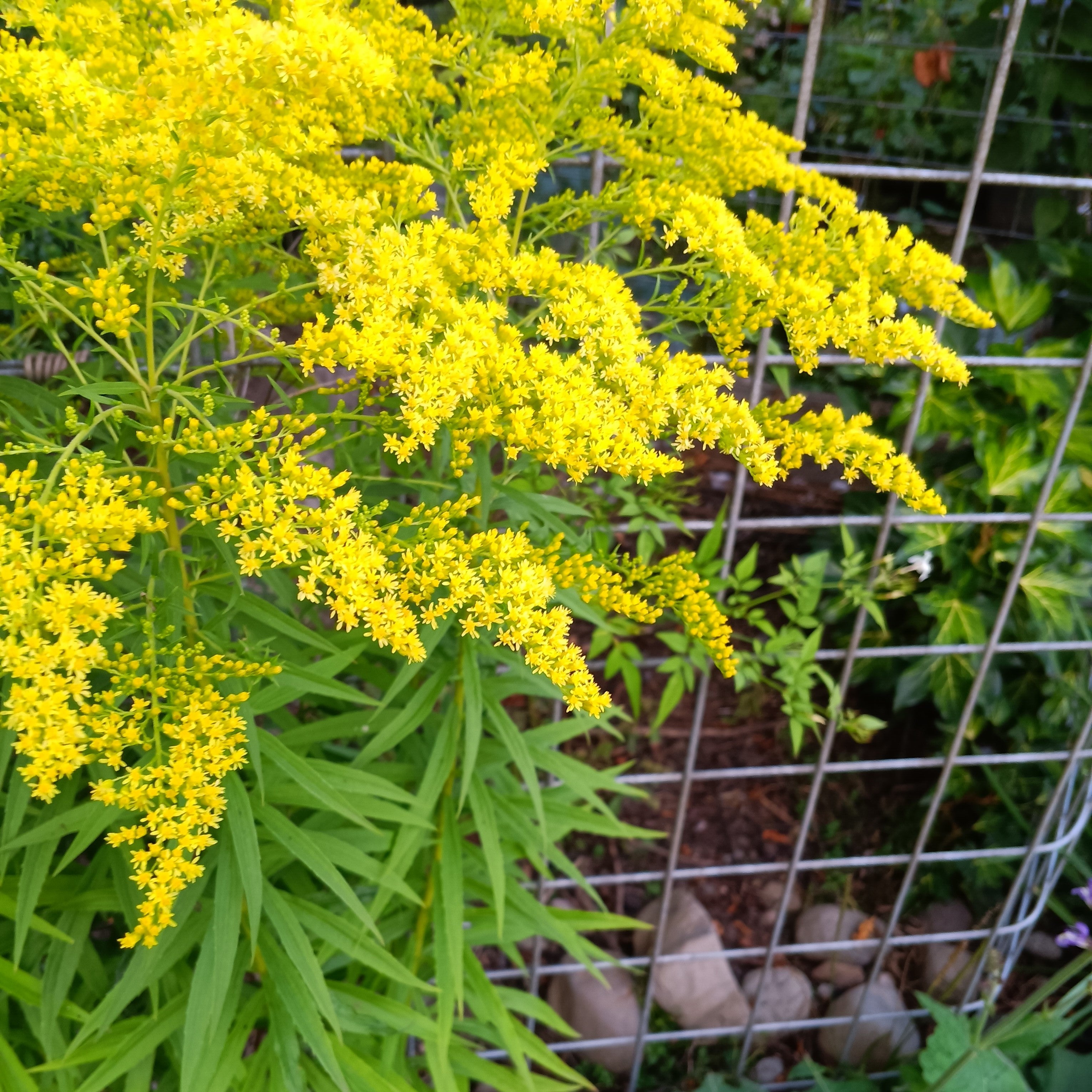 Solidago rugosa 'Loysder Crown' - Wrinkleleaf Goldenrod | Johann's ...