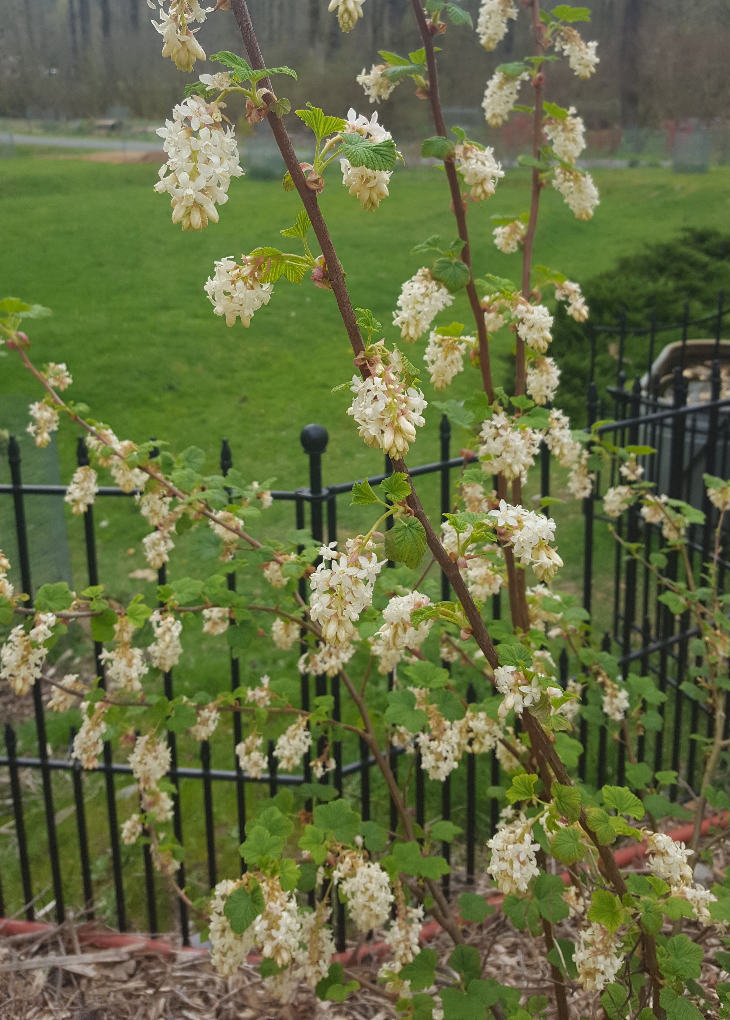 white flowered currant