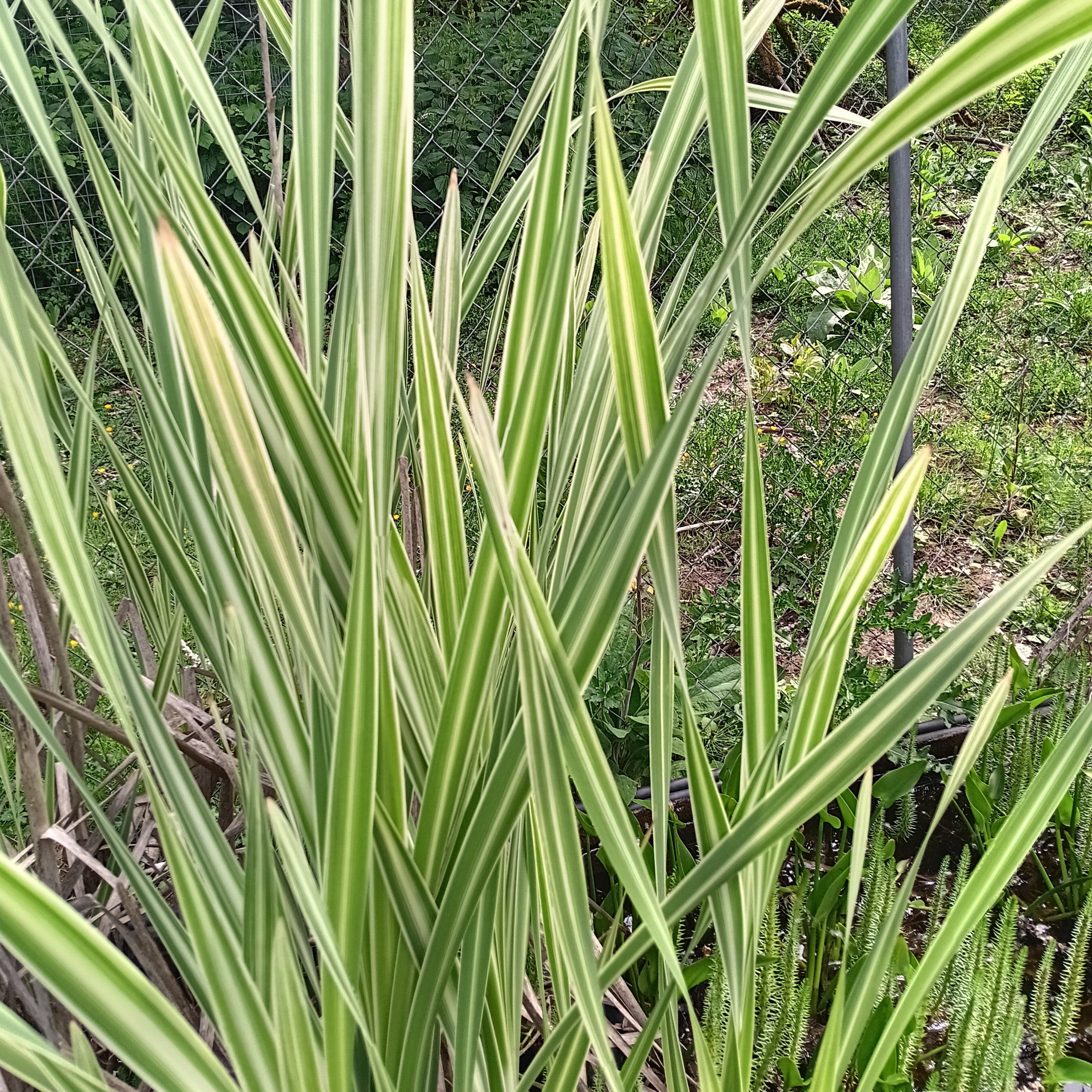 Typha latifolia 'Variegata' - Variegated Broadleaf Cattail, Espadaña ...