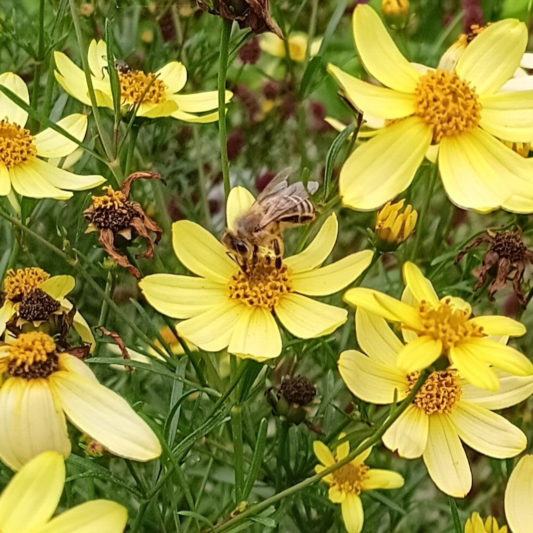 threadleaf coreopsis moonbeam