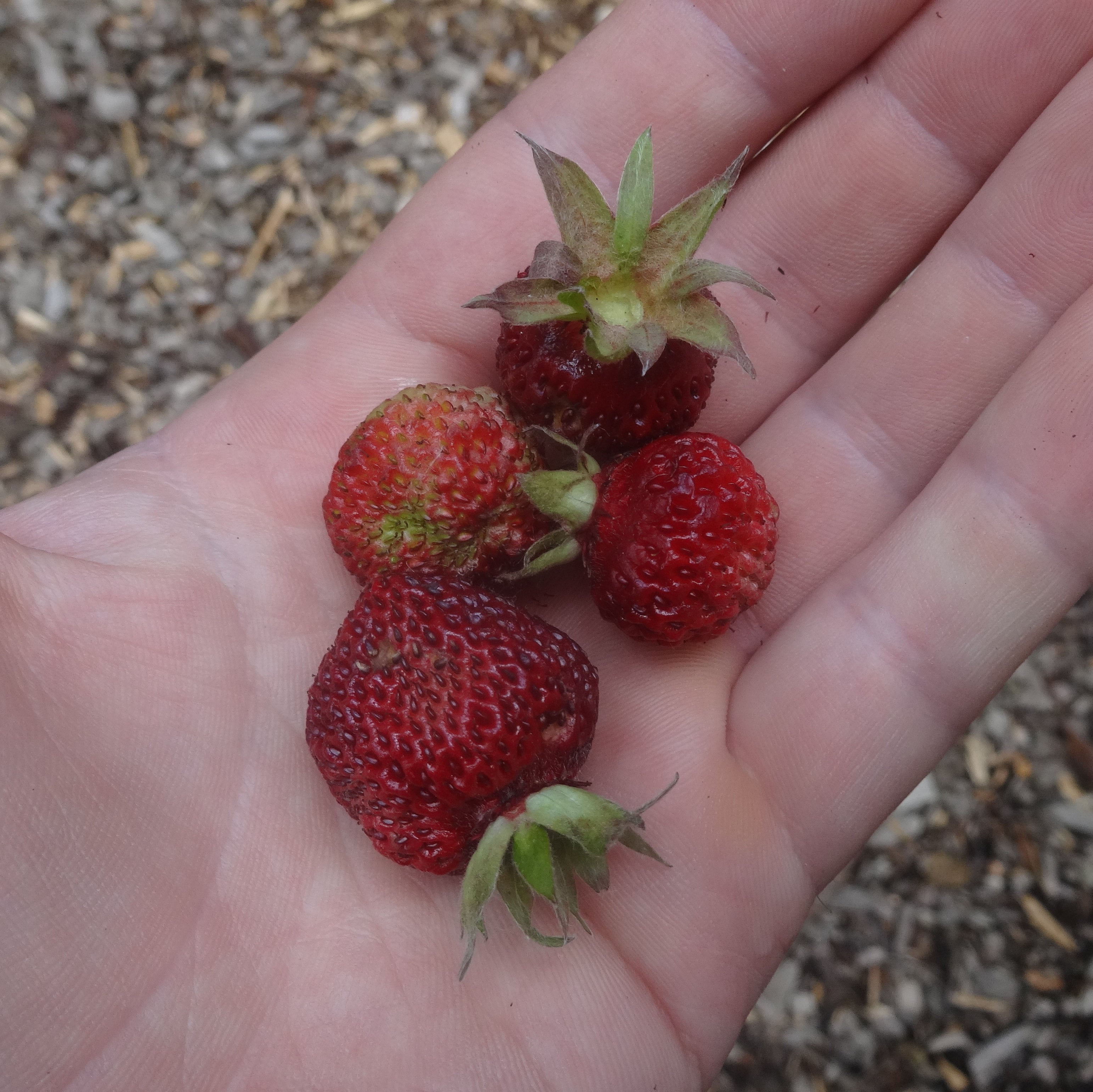 Fragaria moschata - Musk Strawberry (fruiting female) | Johann's Garden ...