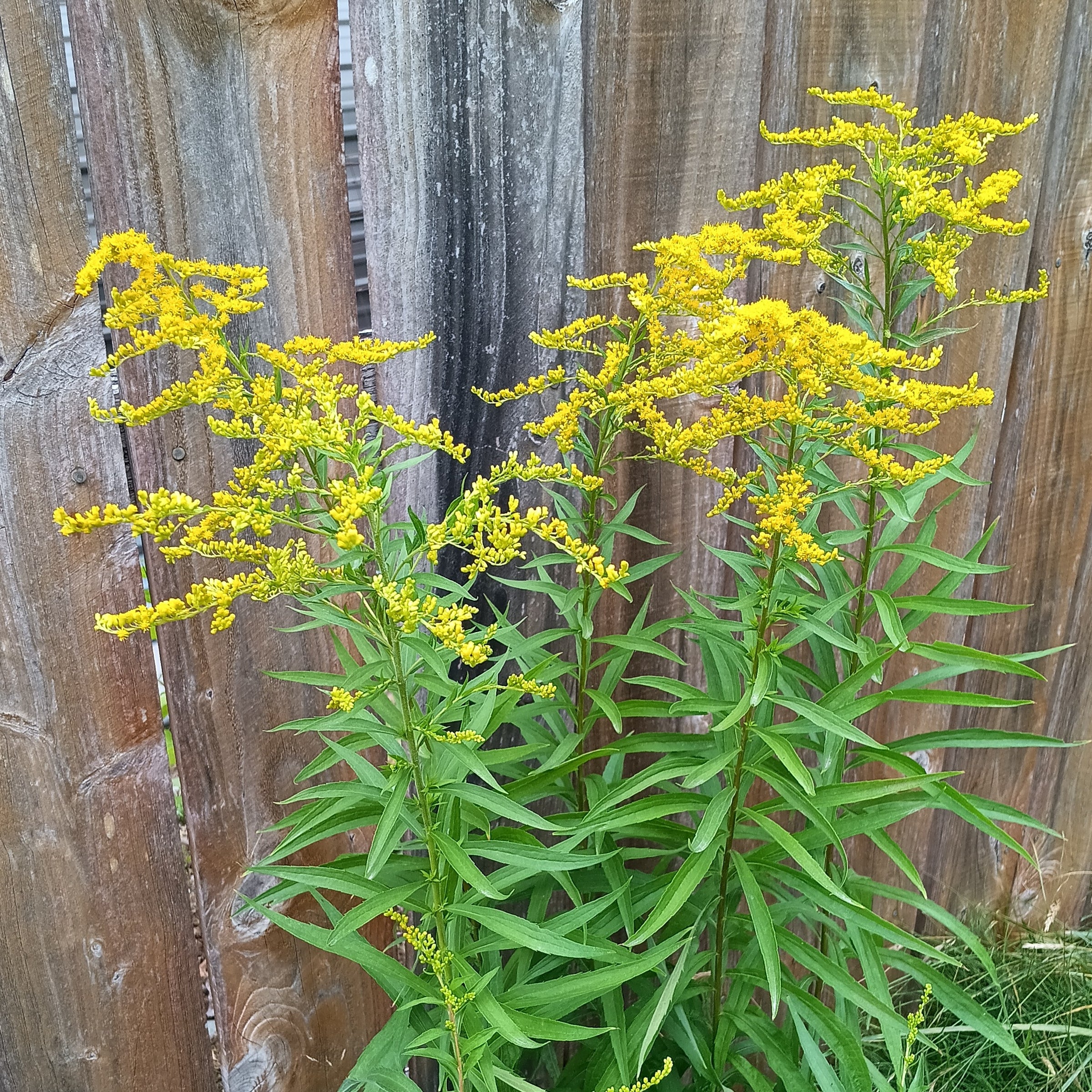 green solidago