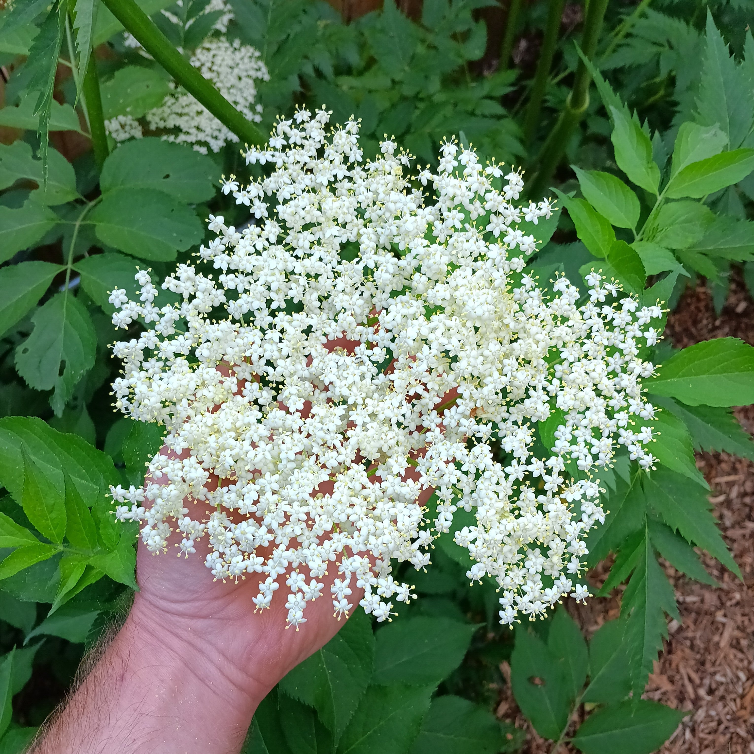 Sambucus nigra 'Samdal' - Black Elderberry, Saúco Negro | Johann's ...