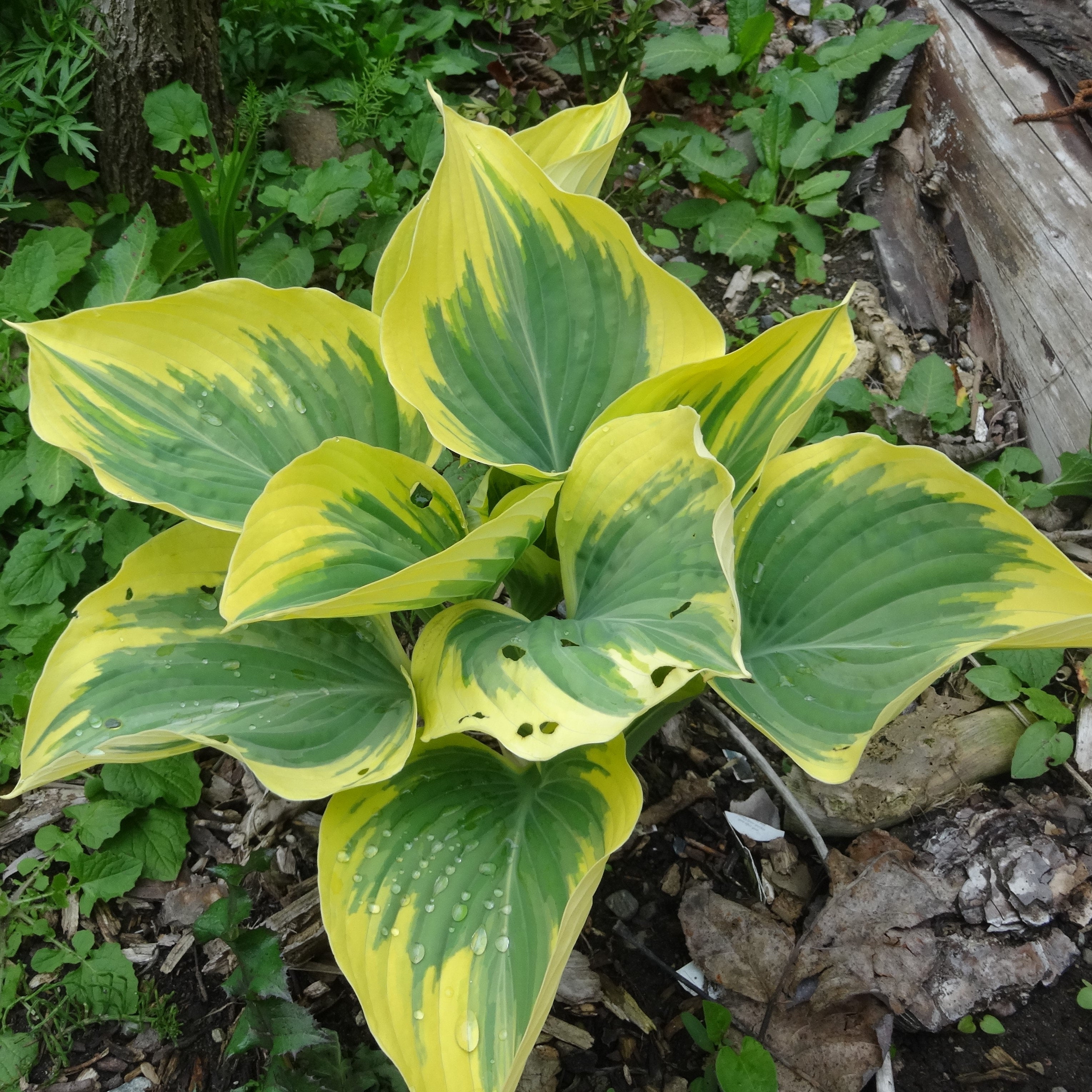 Hosta fluctuans 'Ivory Coast' - Plantain Lily, Kuronami-Gibōshi, クロナミギ ...