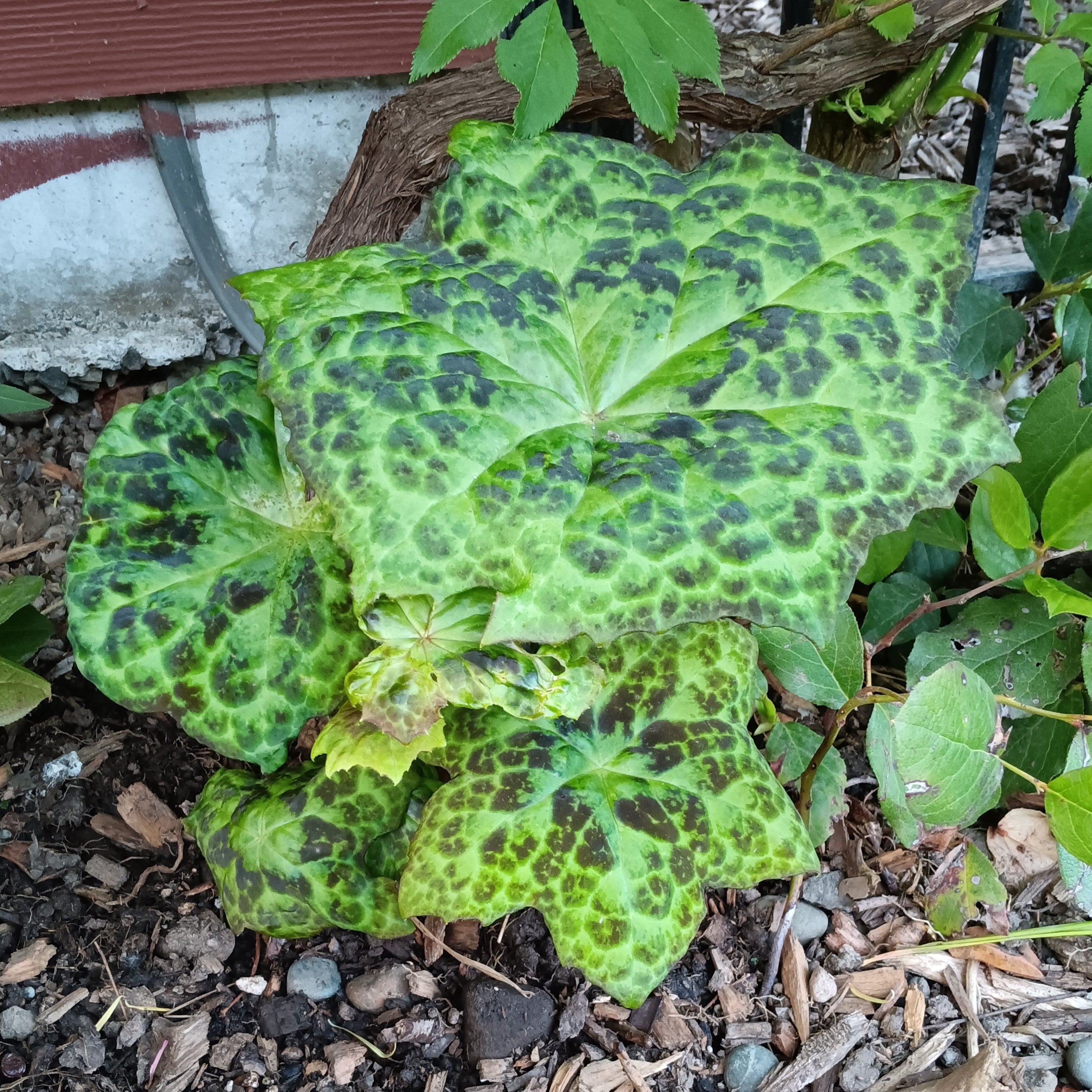 Podophyllum 'Spotty Dotty' - Hybrid Mayapple | Johann's Garden - A ...
