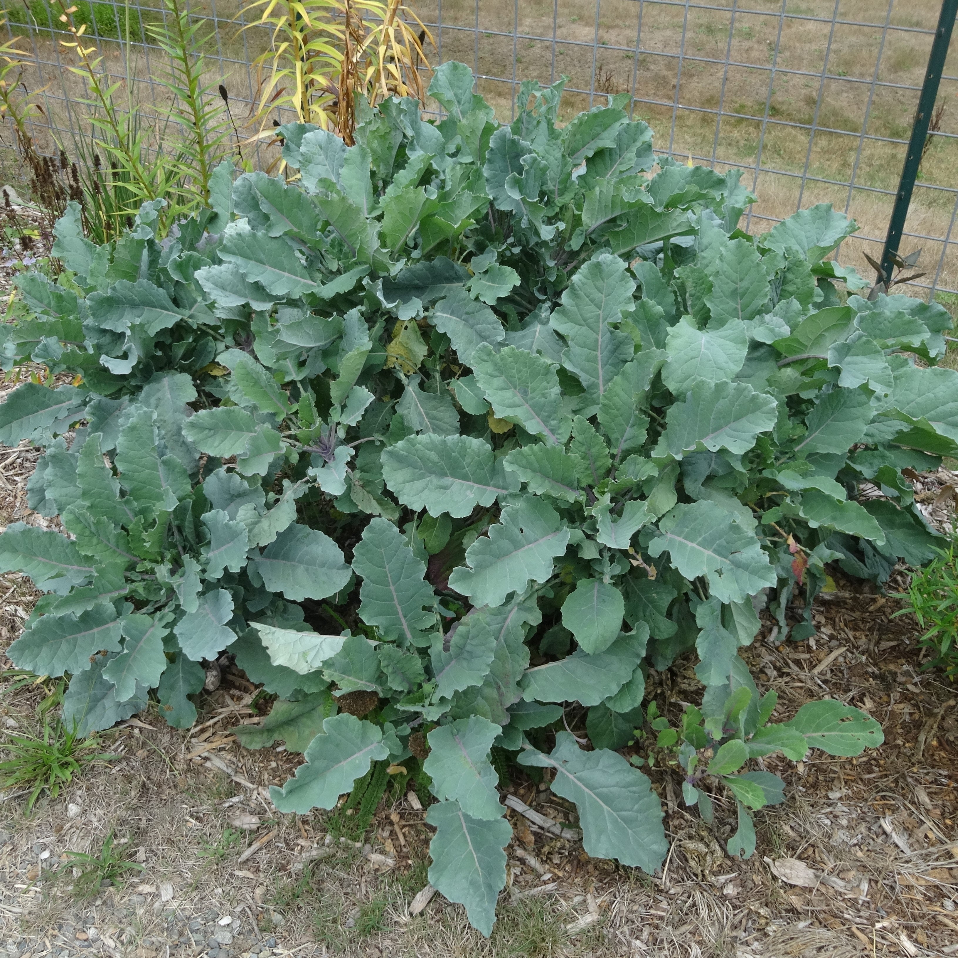 Brassica oleracea 'Blue Hydra' - Perennial Bush Kale | Johann's Garden ...
