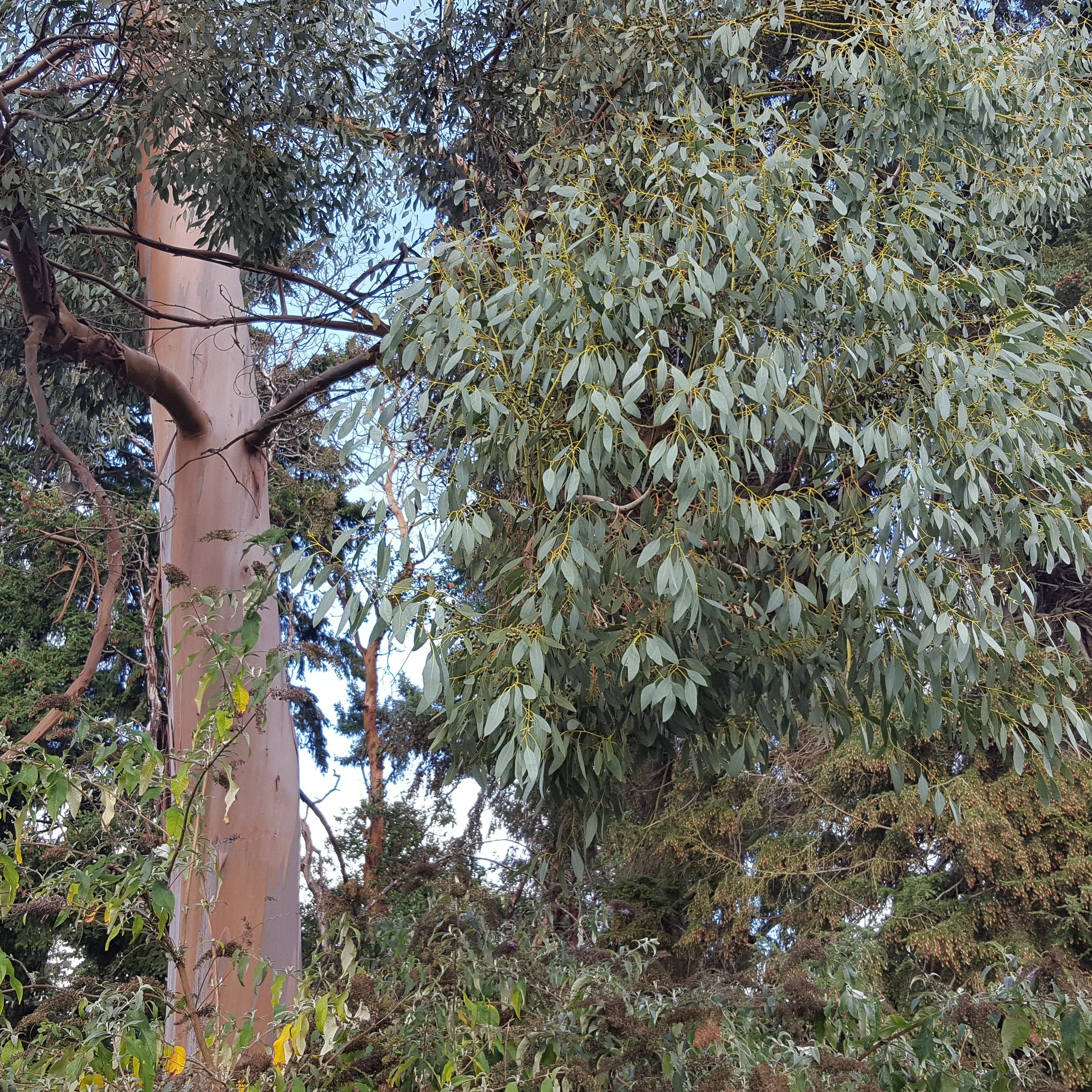 Eucalyptus gunnii - Cider Gum | Johann's Garden - A Specialty Plant Nursery