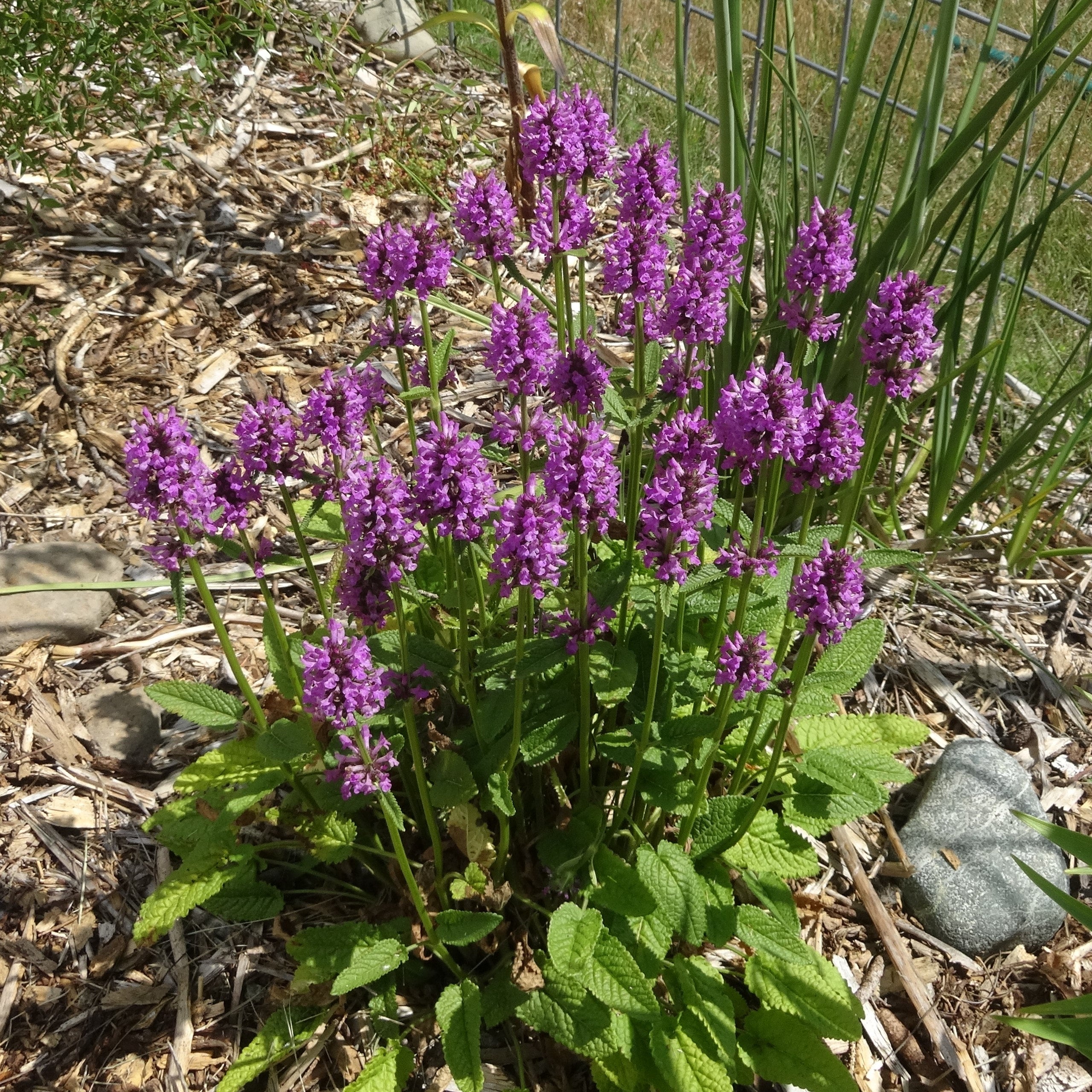Betonica officinalis 'Hummelo' - Betony, Буквица лекарственная | Johann ...