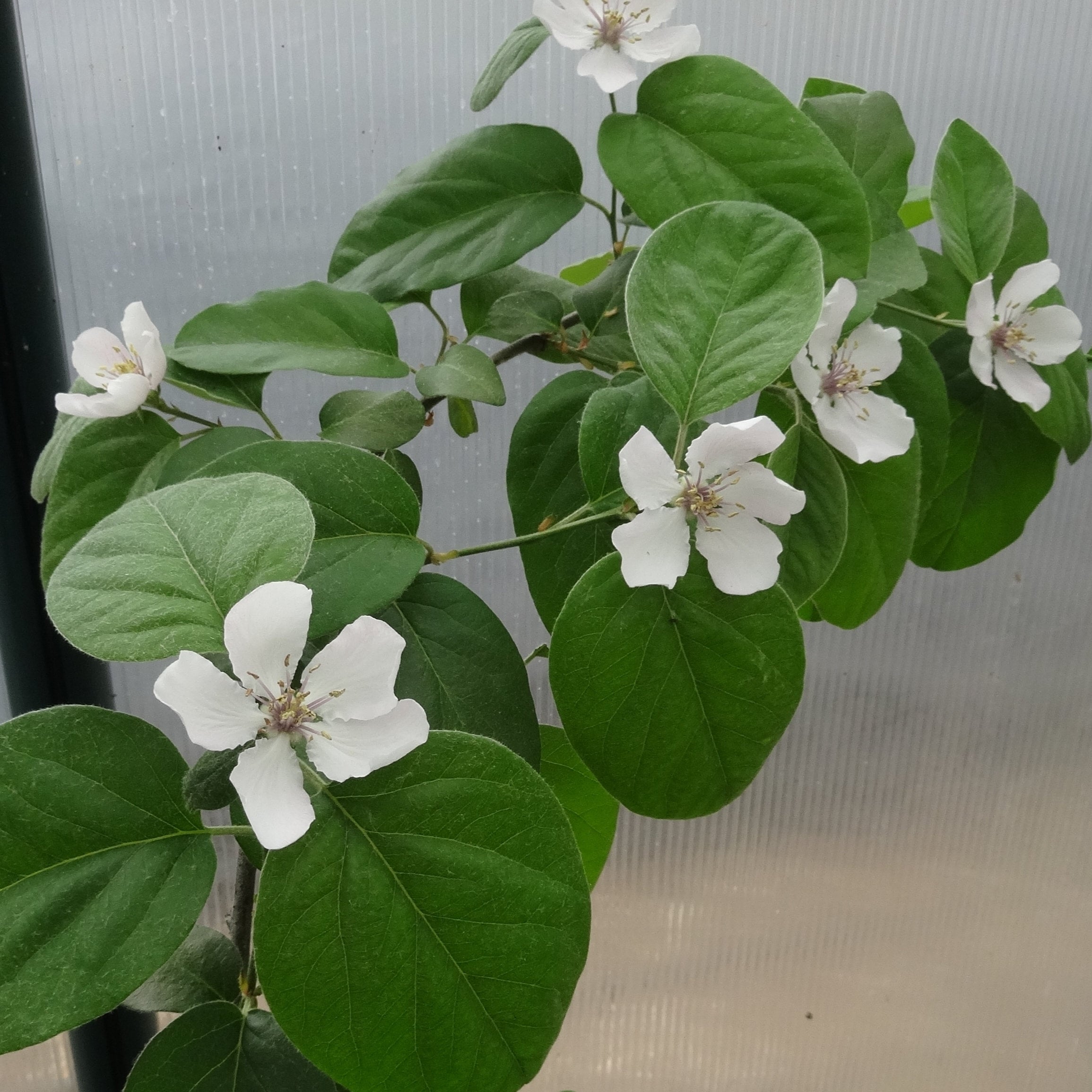Cydonia oblonga 'Meech's Prolific' - Quince (own-root), Айва | Johann's ...