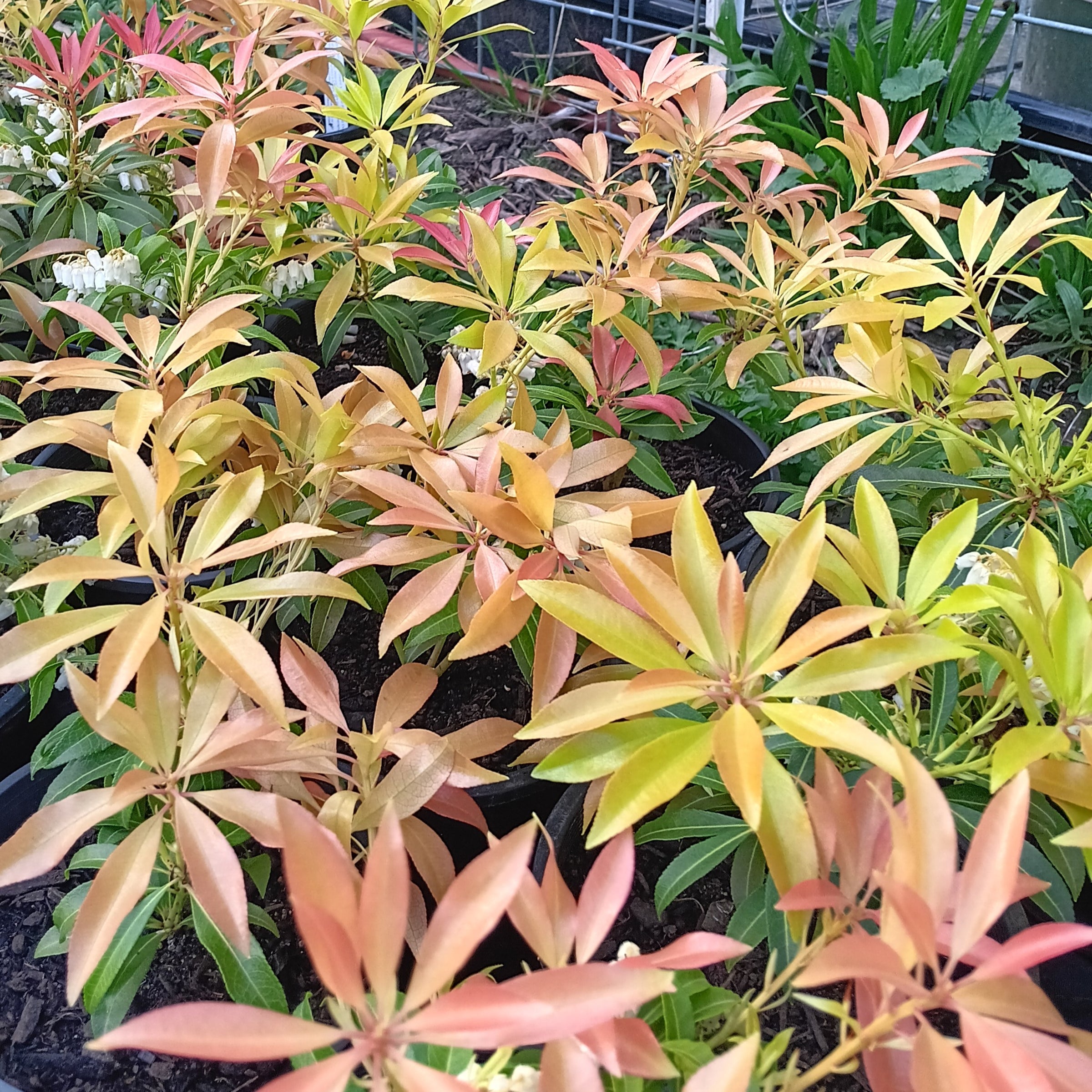 pieris forest flame