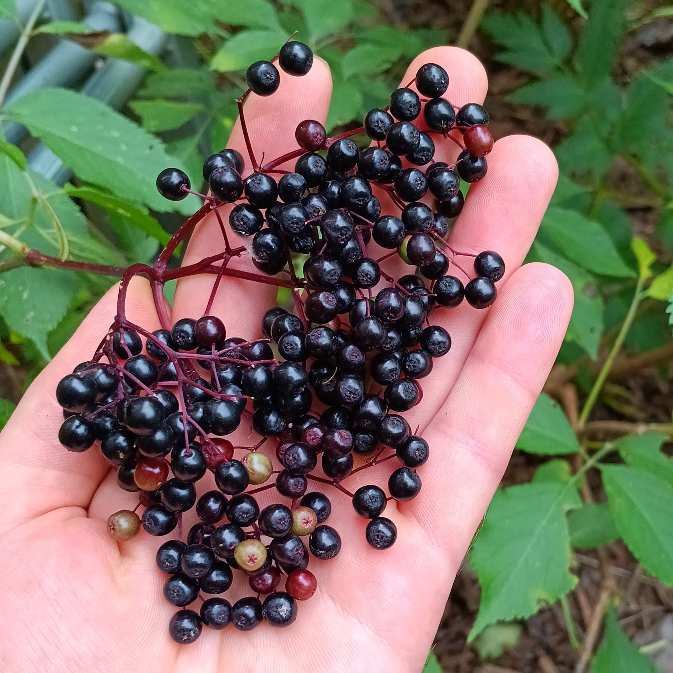 black elderberry uk