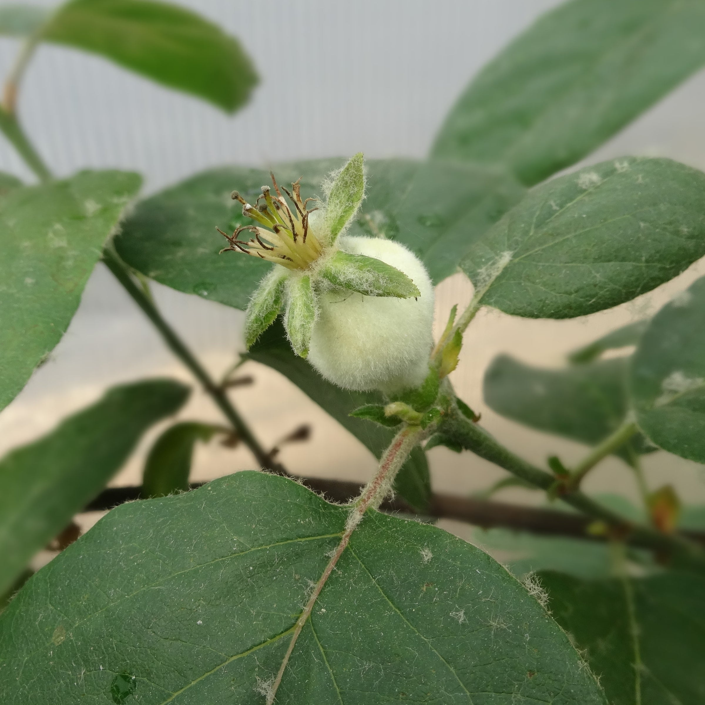 Cydonia oblonga 'Meech's Prolific' - Quince (own-root), Айва | Johann's ...