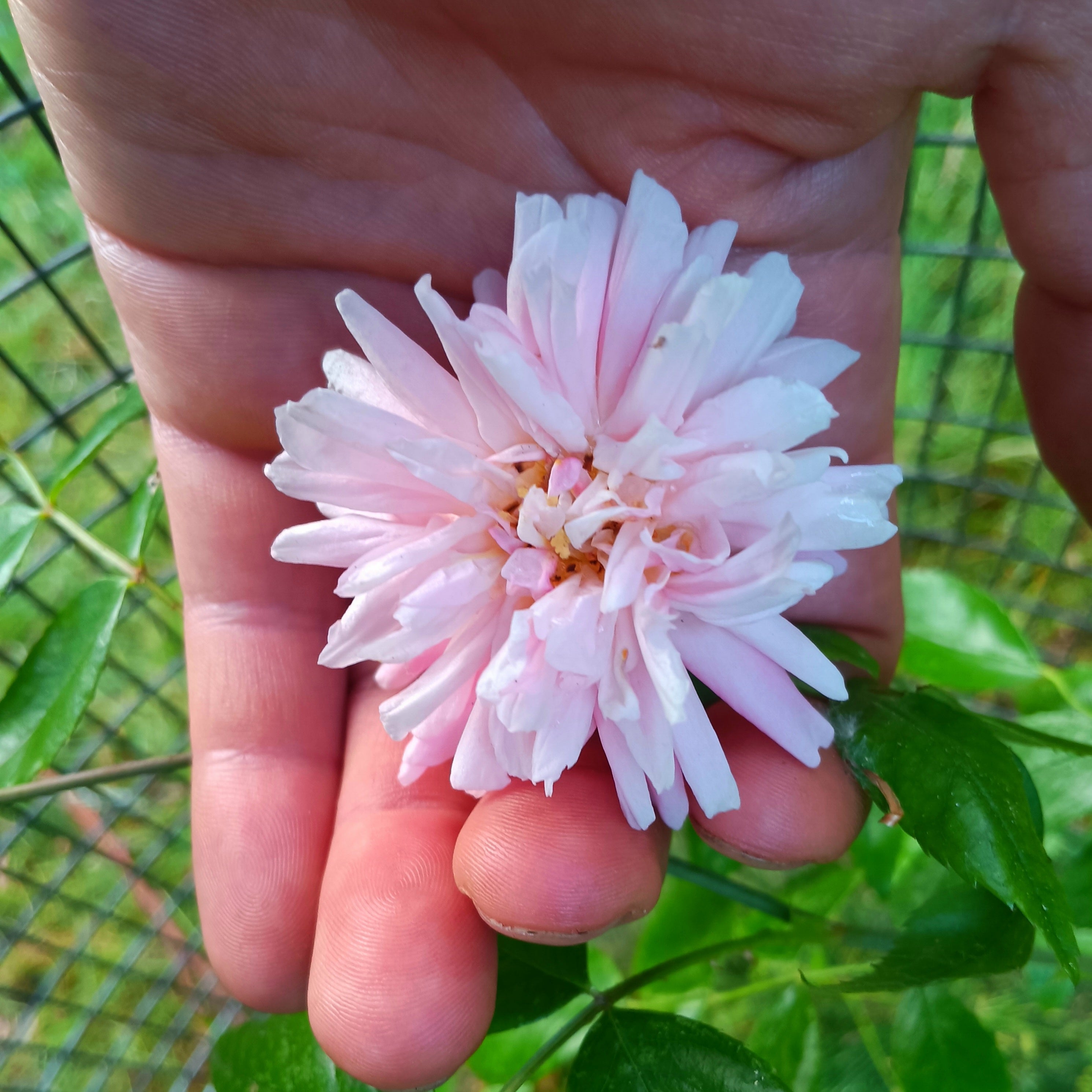 Rosa × 'Mel's Heritage' - Climbing Rose | Johann's Garden - A Specialty ...
