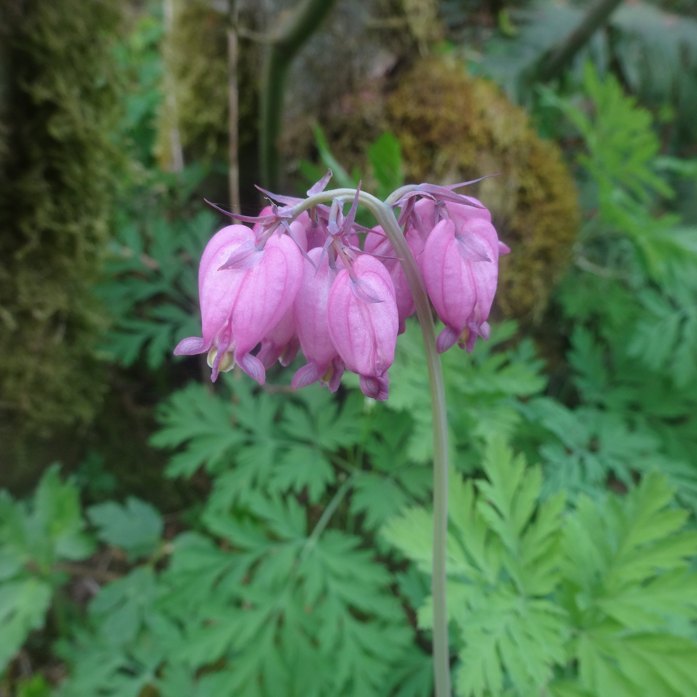 dicentra formosa
