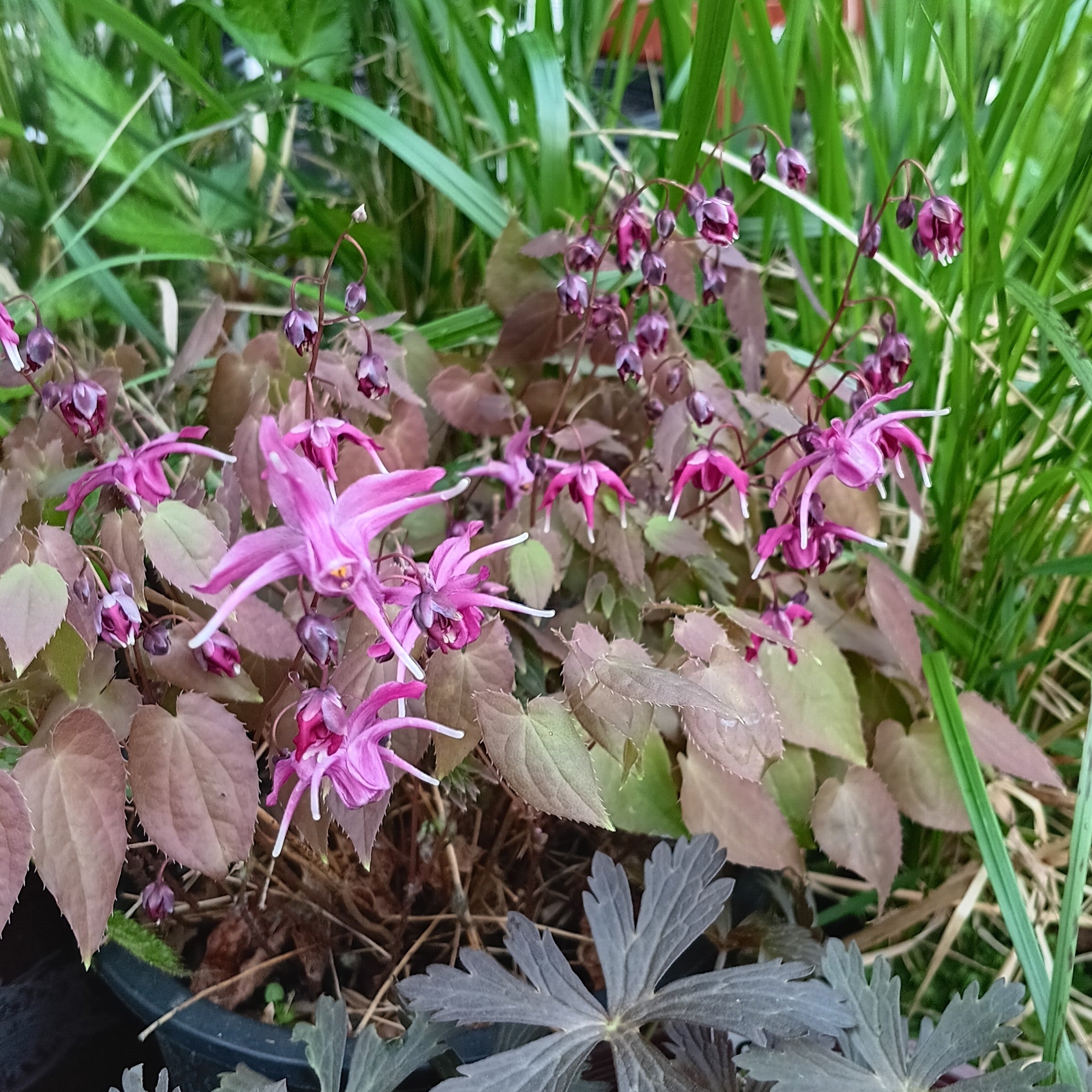 Epimedium grandiflorum 'Circe' - Fairy Wings, イカリソウ | Johann's Garden ...