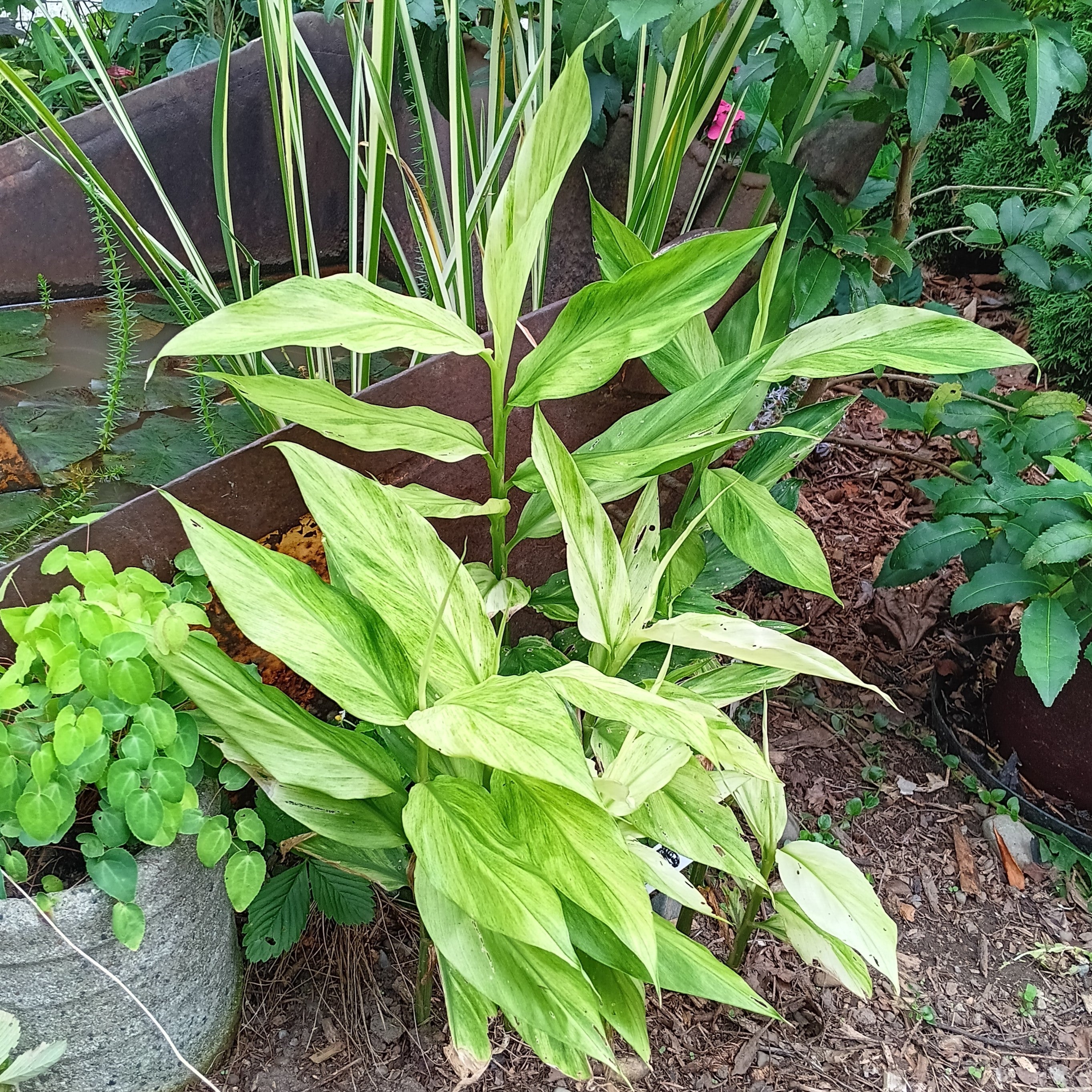 zingiber mioga silver arrow