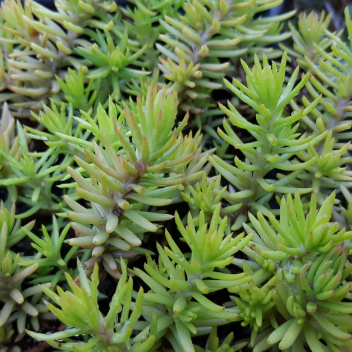 Sedum rupestre 'Angelina' - Stonecrop | Johann's Garden - A Specialty ...