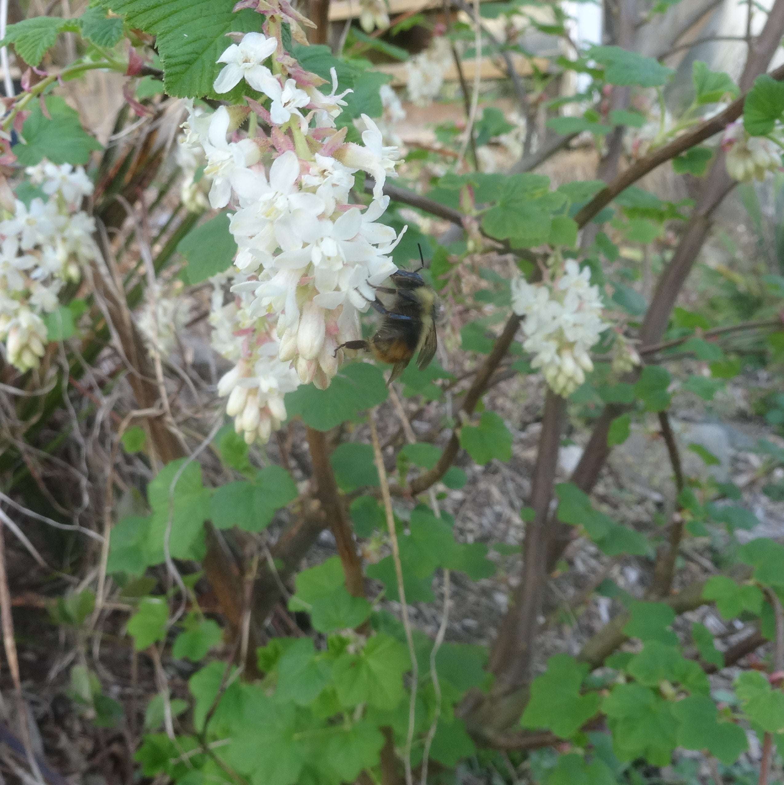 white flowered currant