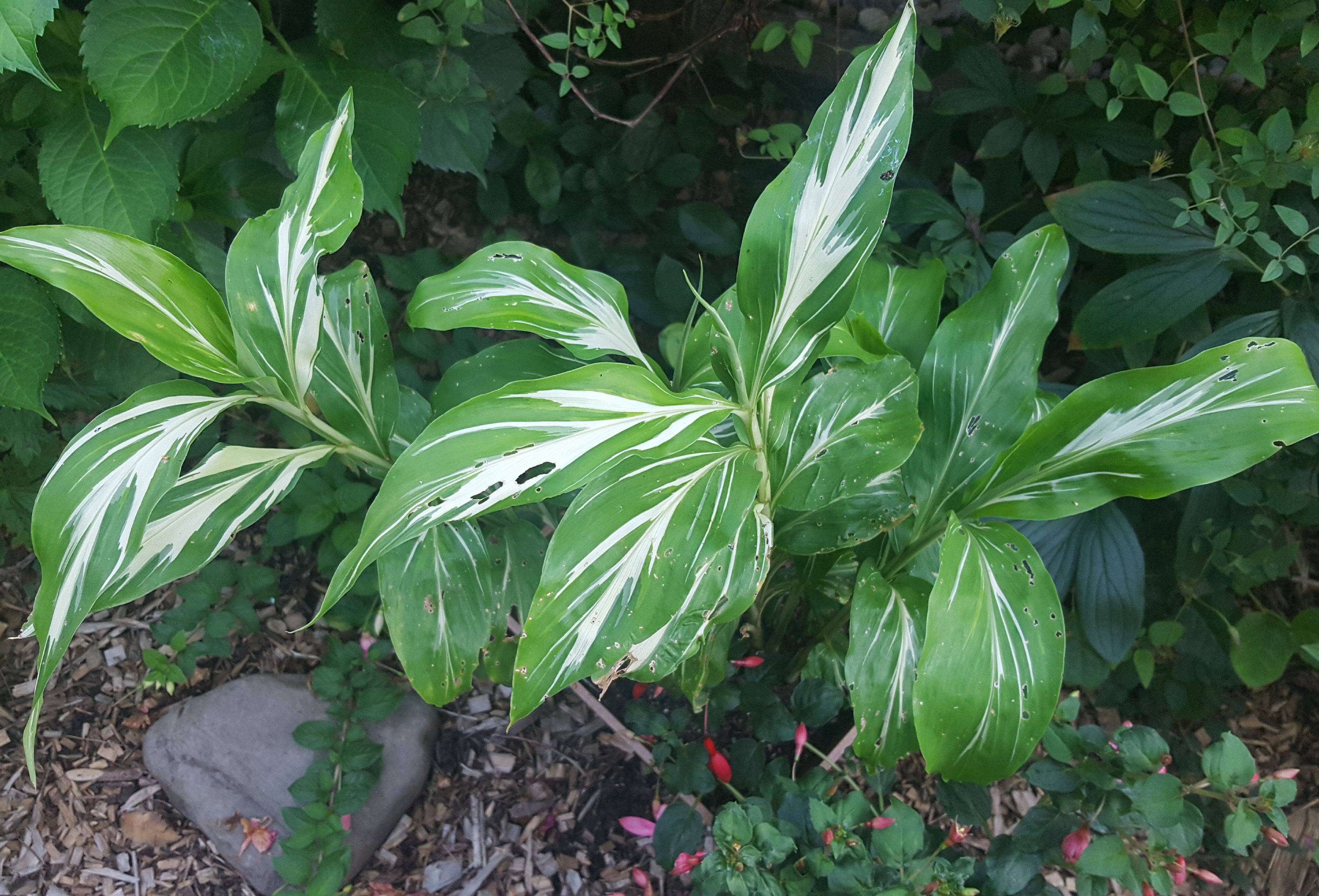 Zingiber mioga 'Dancing Crane' - Variegated Myoga Ginger, 茗荷, 斑入りミョウガ(中 ...