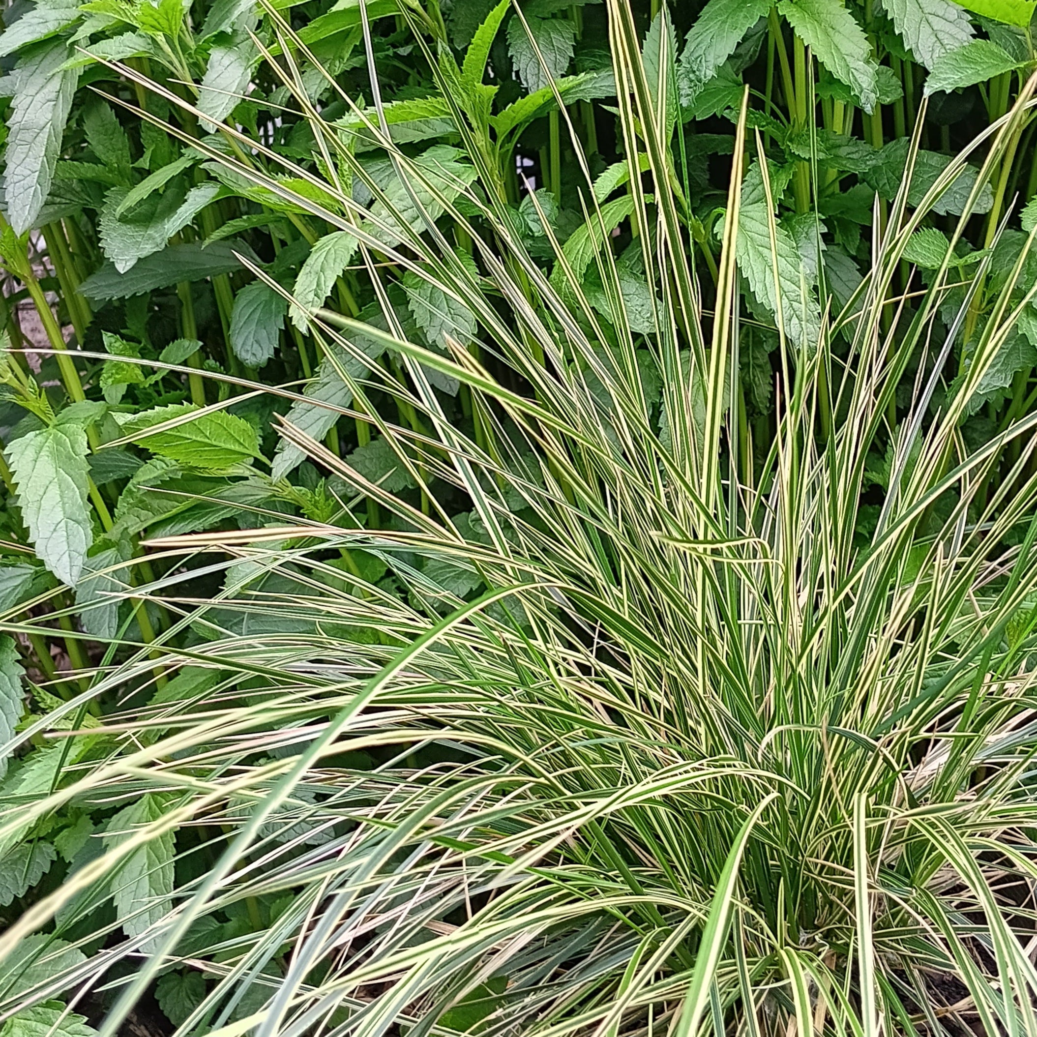 tufted sedge