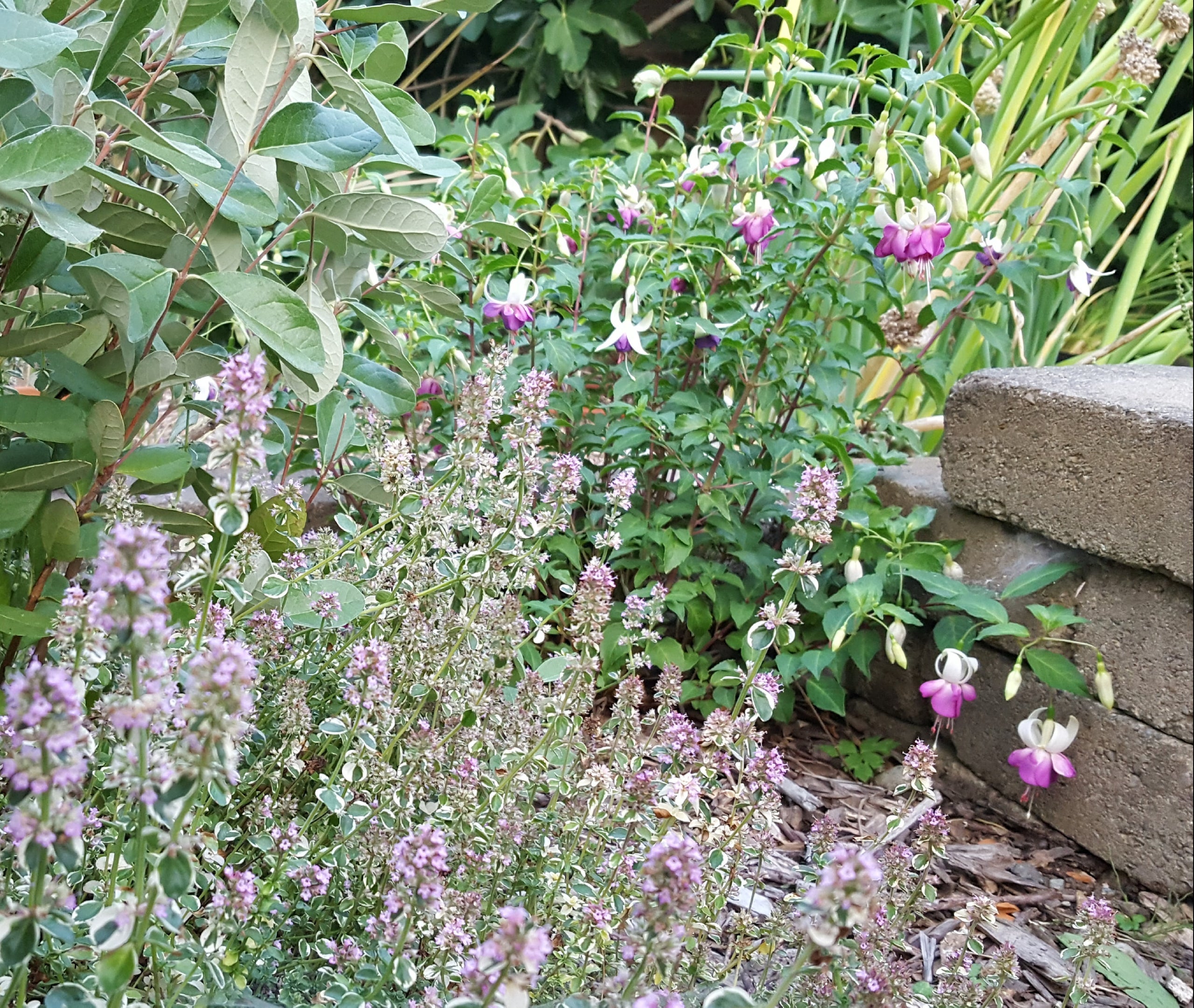 Thymus pulegioides 'Foxley' - Variegated Broad-leaved Thyme | Johann's ...